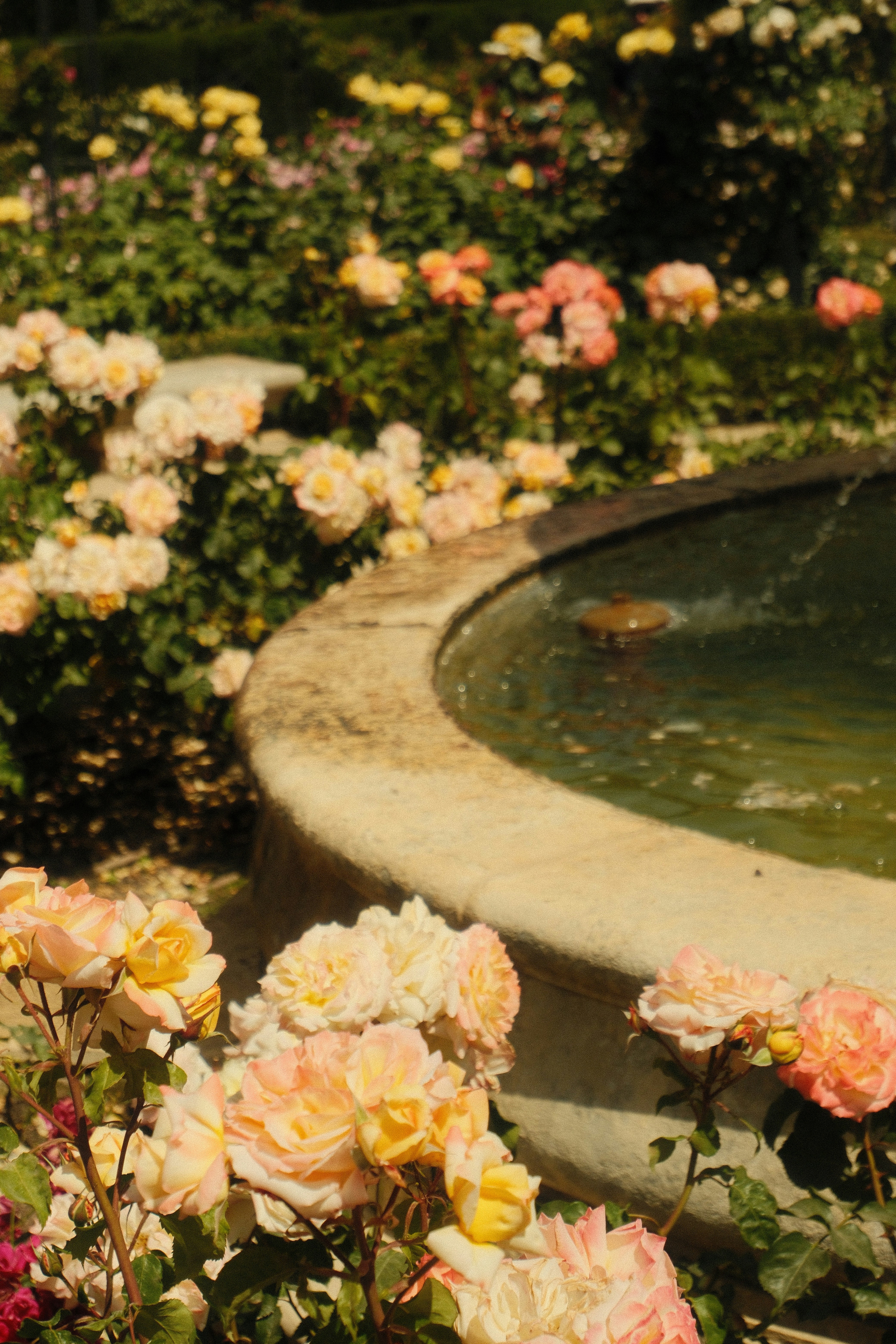 Petals at the Edge: Roses Embrace a Circular Fountain