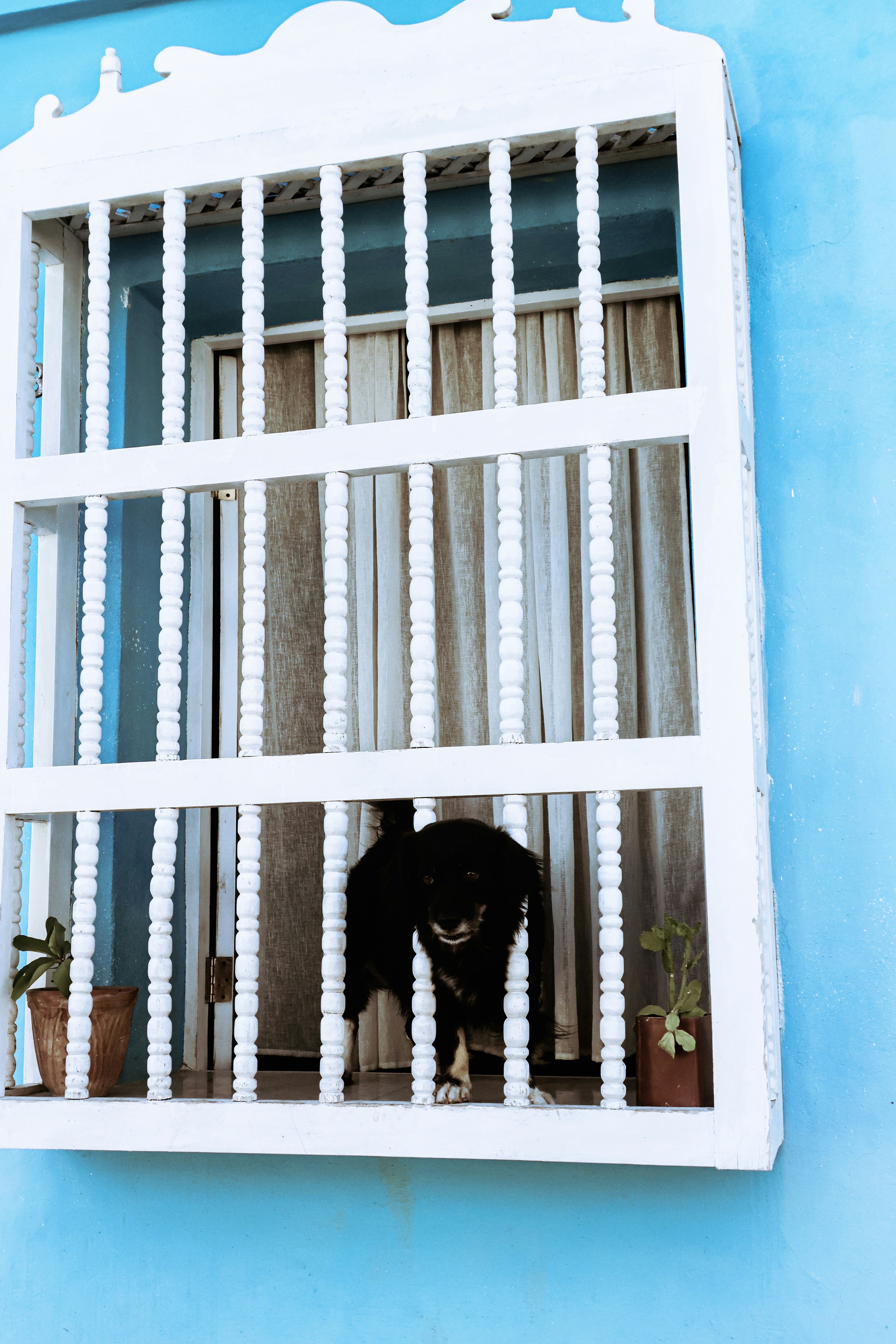 Blue Window Shelter: A Dog Beside the Bars