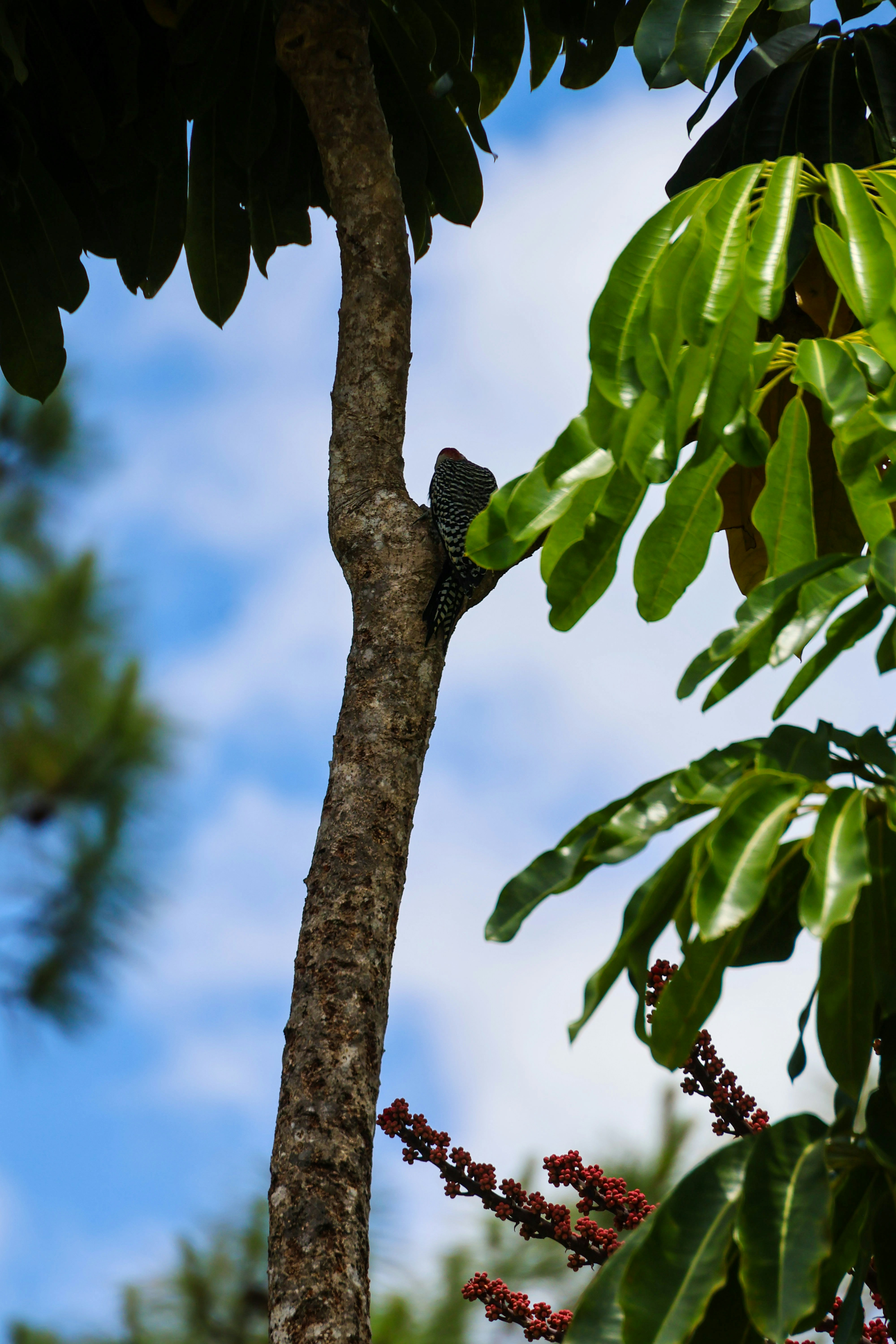A woodpecker clings to the trunk of a tree, partially obscured by lush green leaves, highlighting its natural habitat. The vibrant foliage contrasts with the textured bark.
