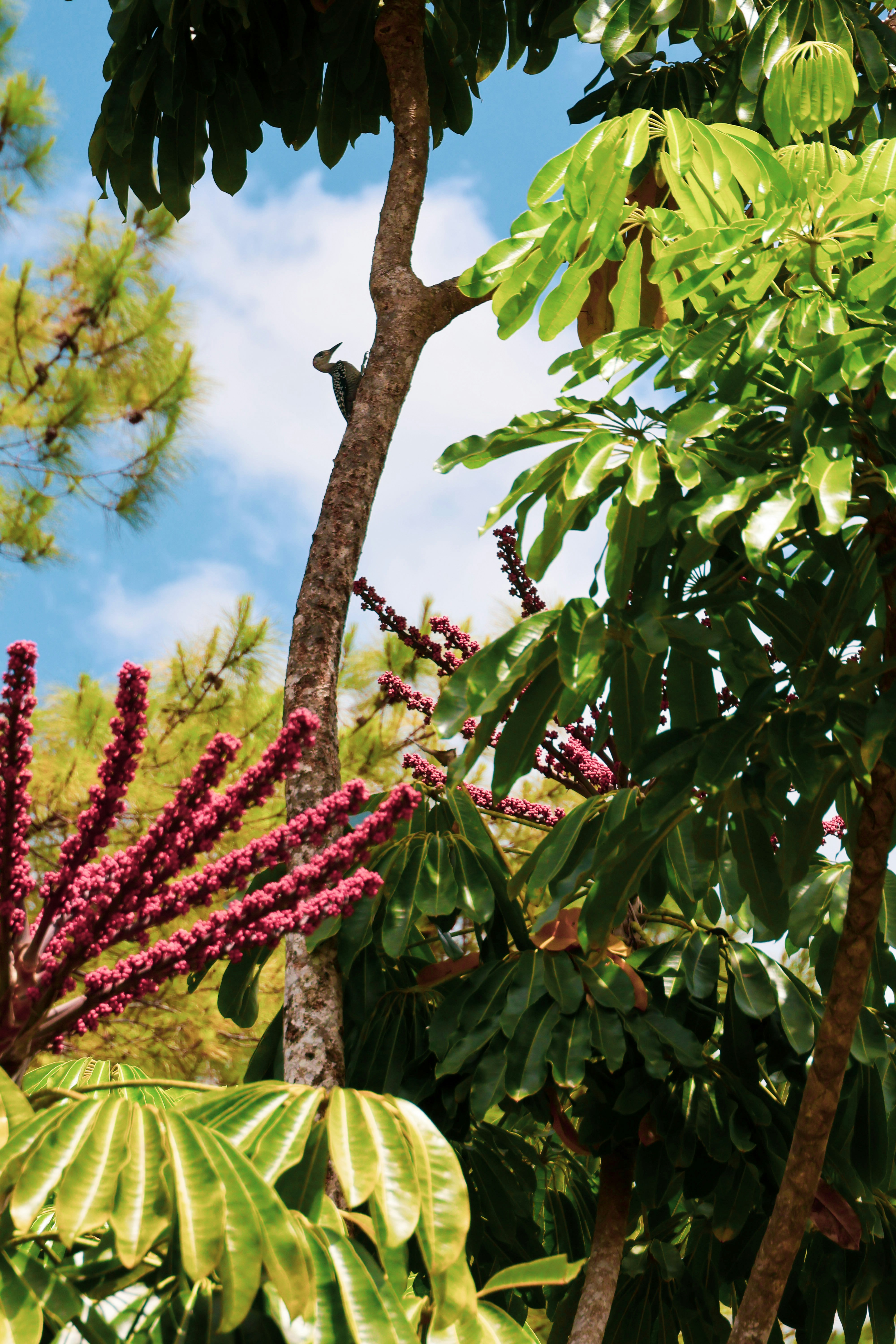 Perched in the Canopy: a lone bird among tropical leaves and pink catkins