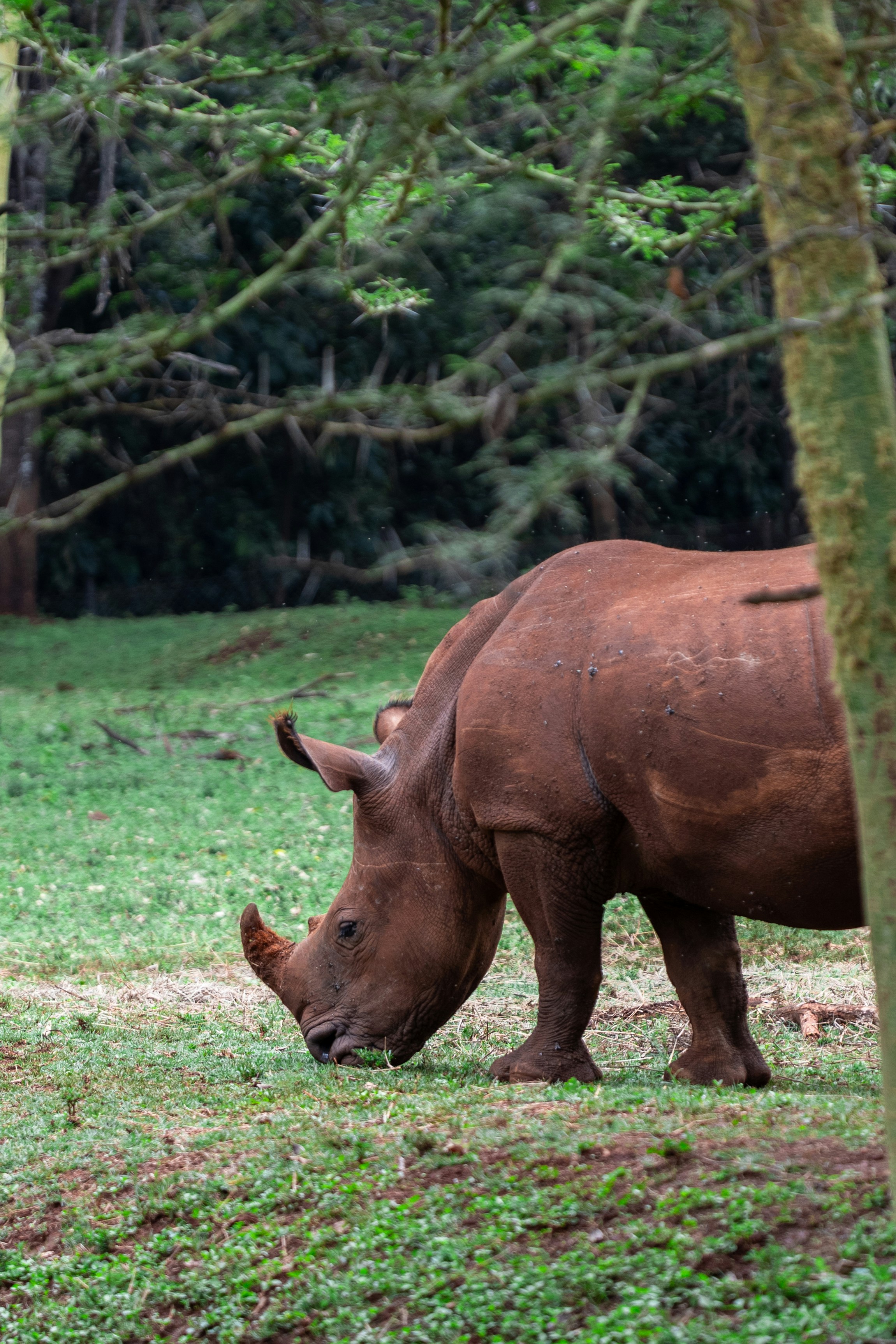A rhinoceros grazing peacefully on lush green grass, surrounded by trees in a tranquil setting.