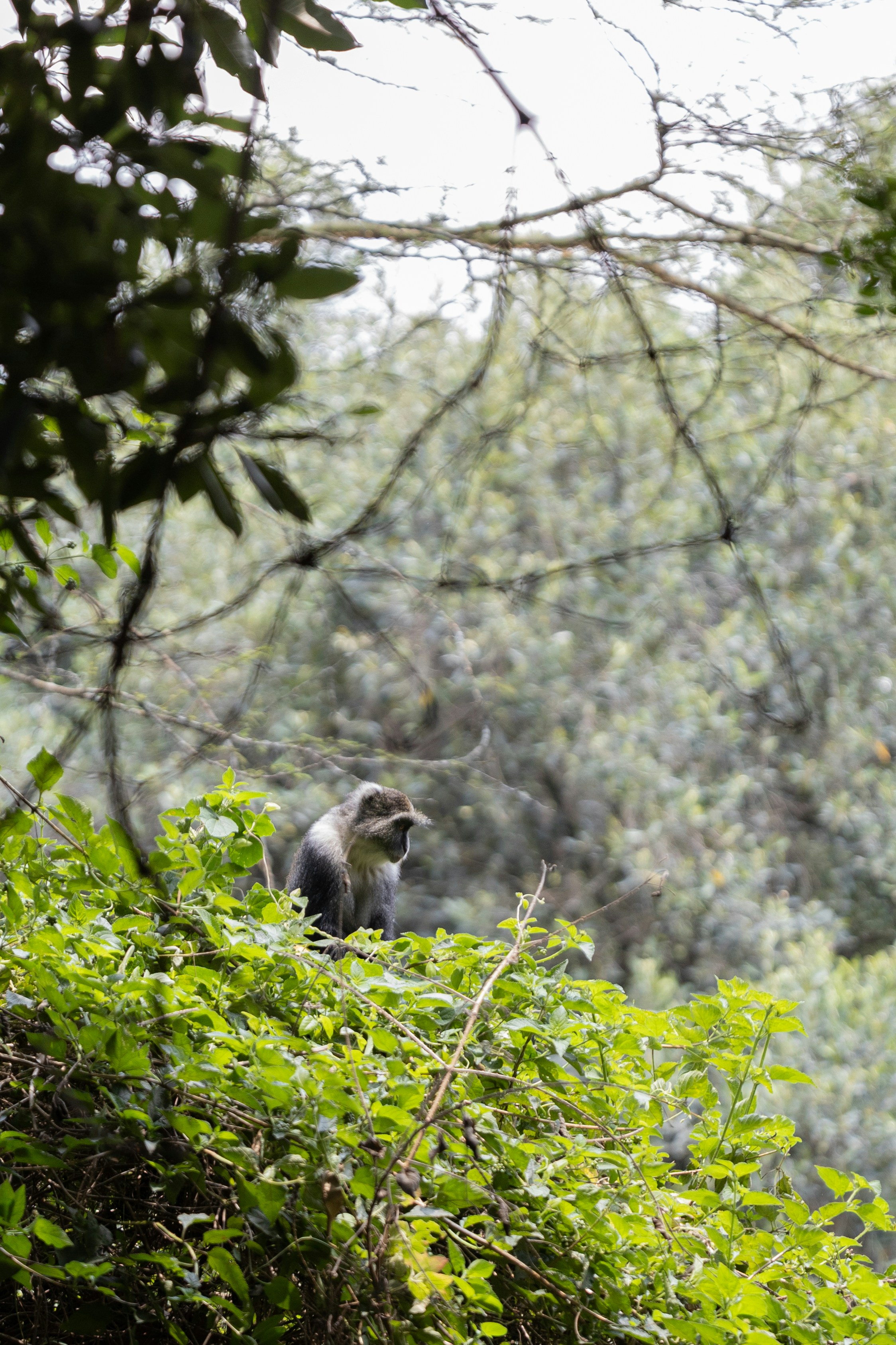 Macaque perched on sunlit green ledge amid a quiet thicket