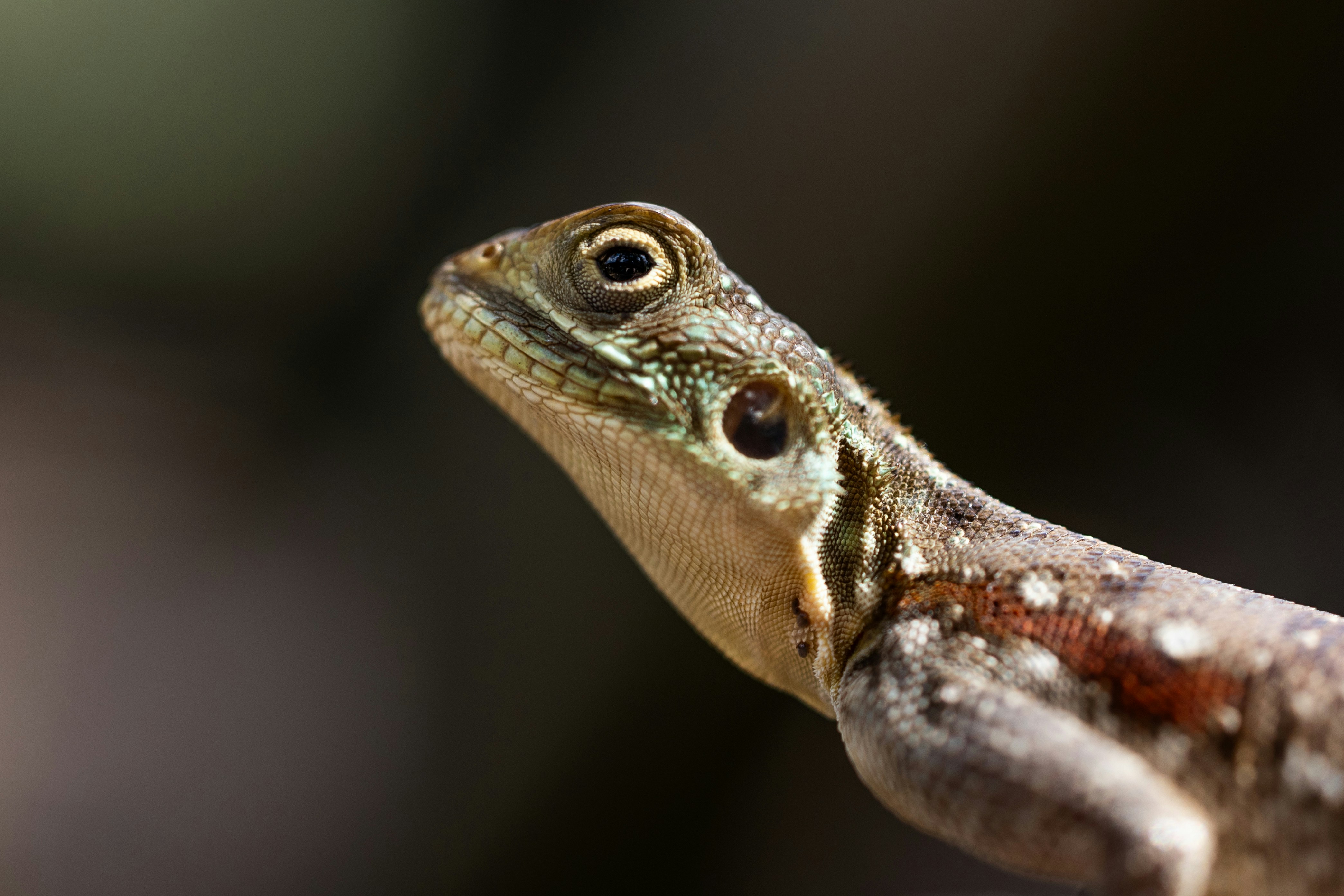 A lizard poses with its head tilted up.