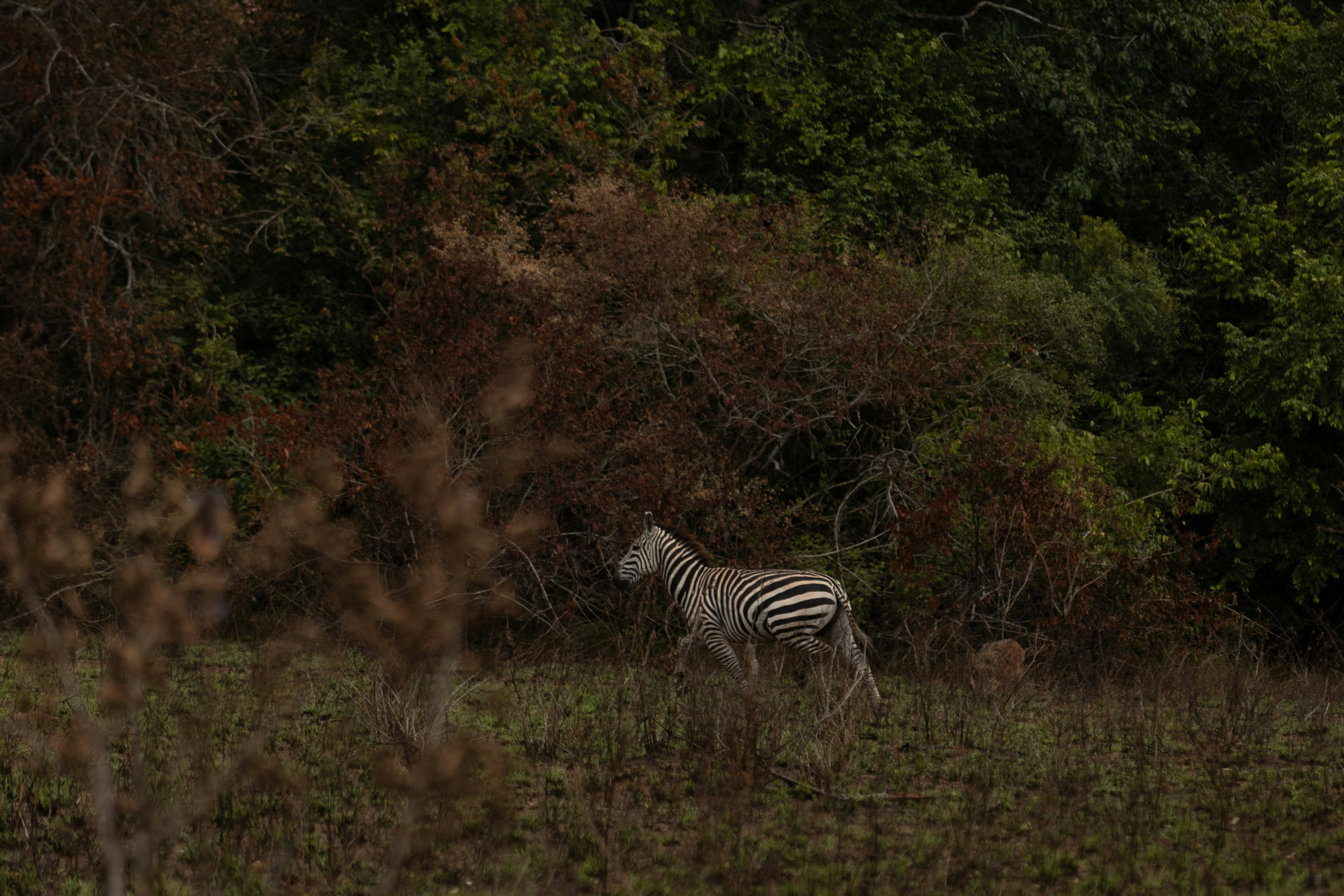 Dusk in the Brush: Zebra Silhouette in a Quiet Clearing
