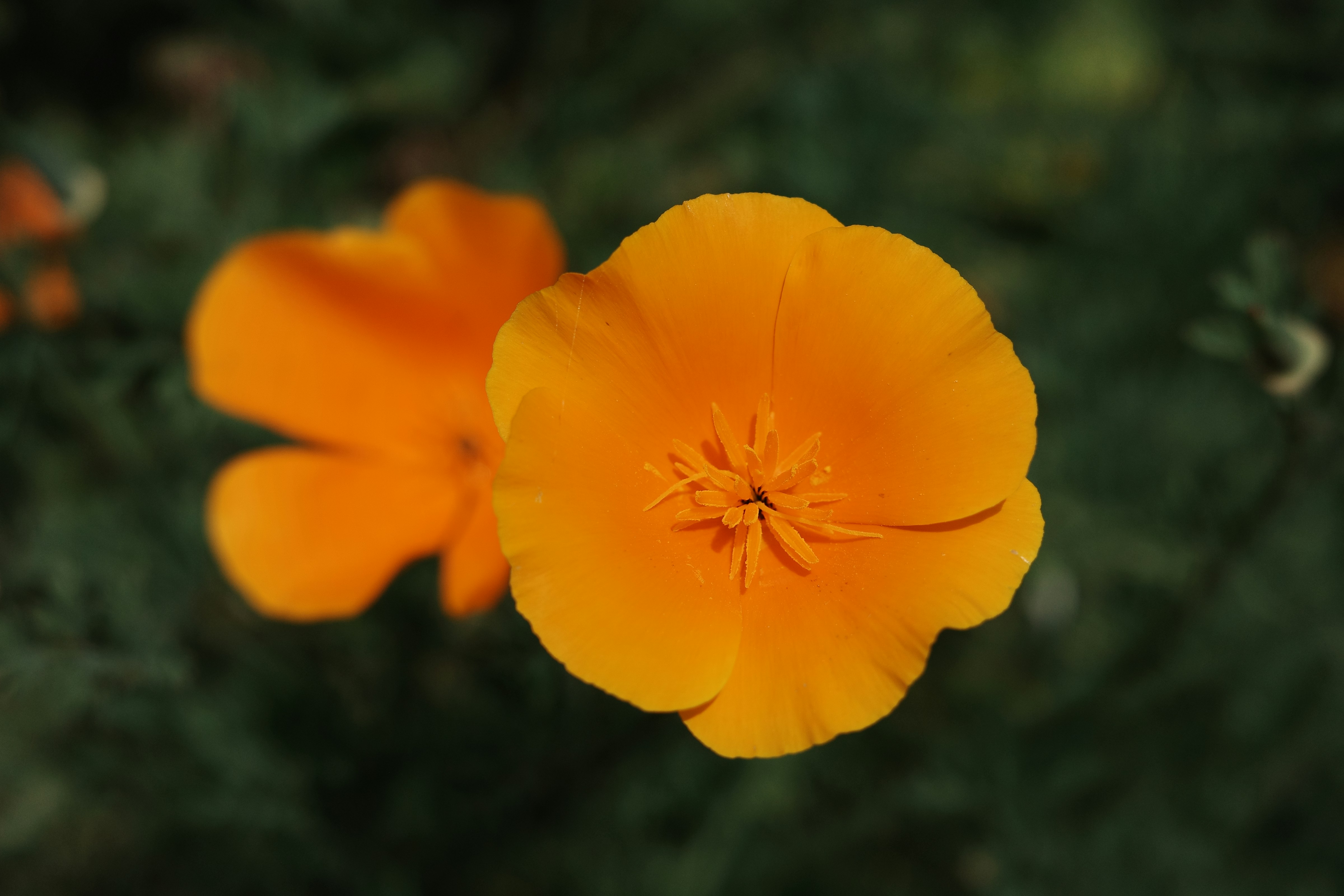 Vibrant orange California poppy blooms against a soft green background, showcasing intricate petal details and natural beauty.