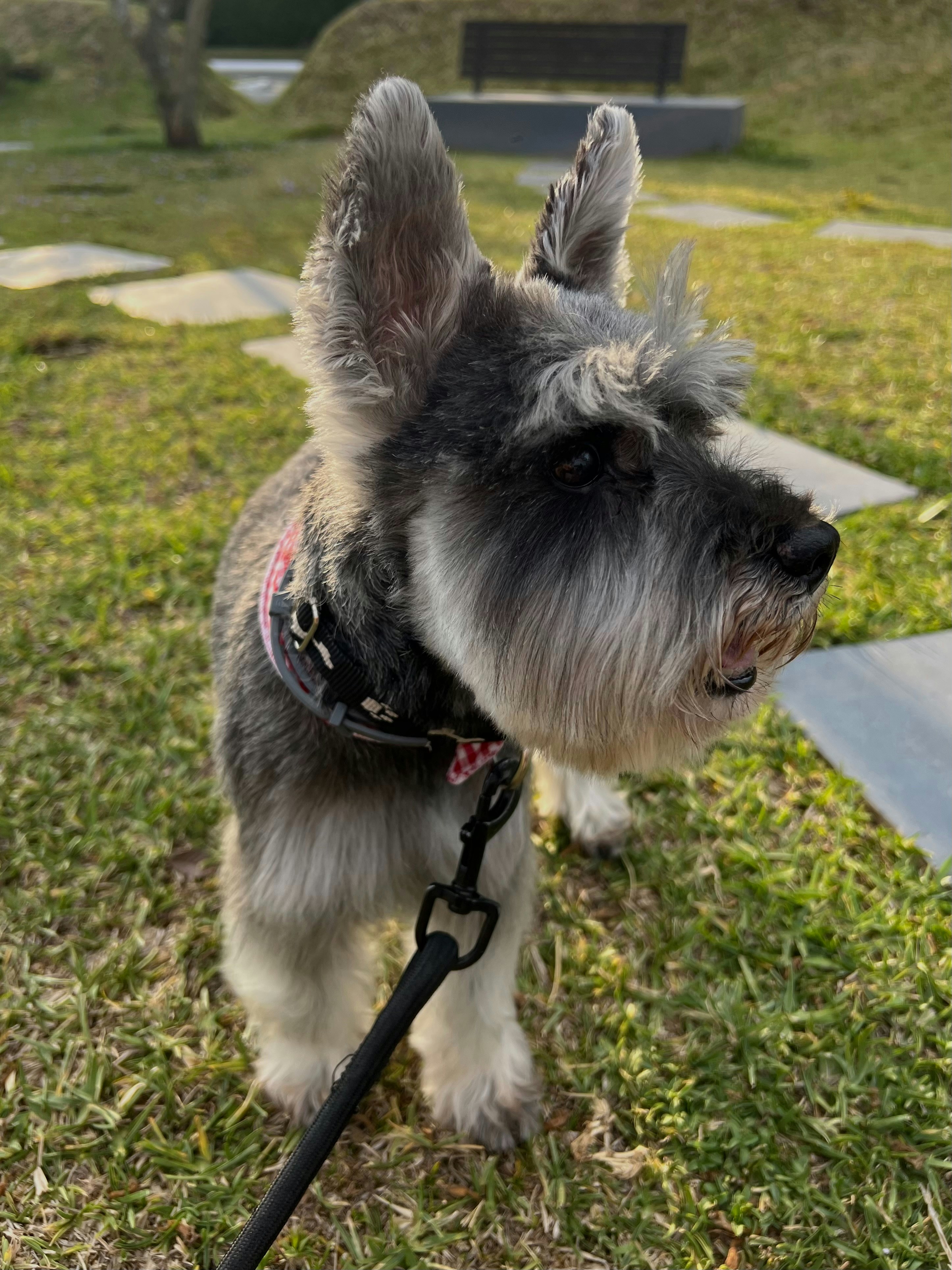 Parkside Watcher: A Schnauzer's Sunlit Gaze