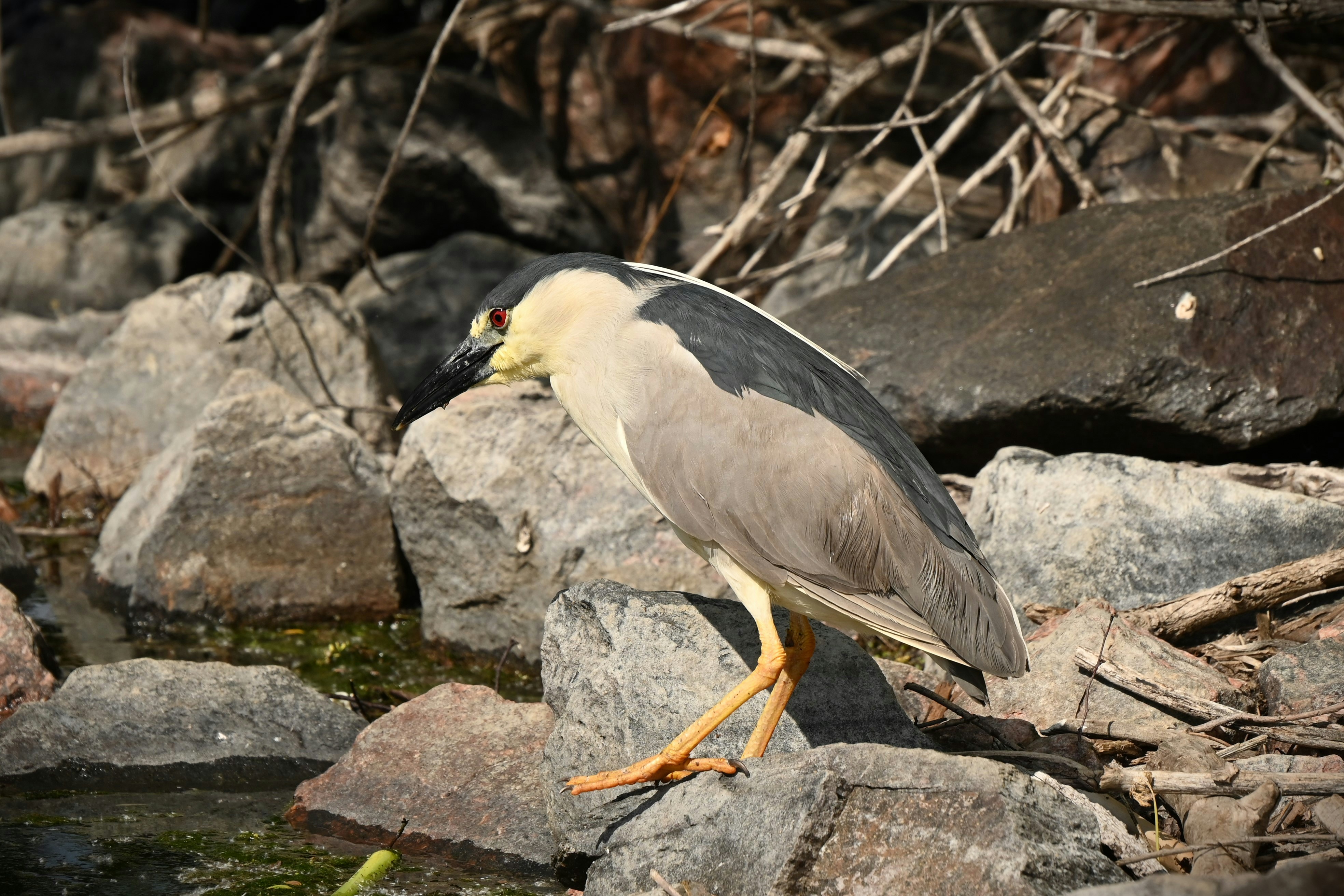 Rocky Riverbank Heron in Wait-and-Wade