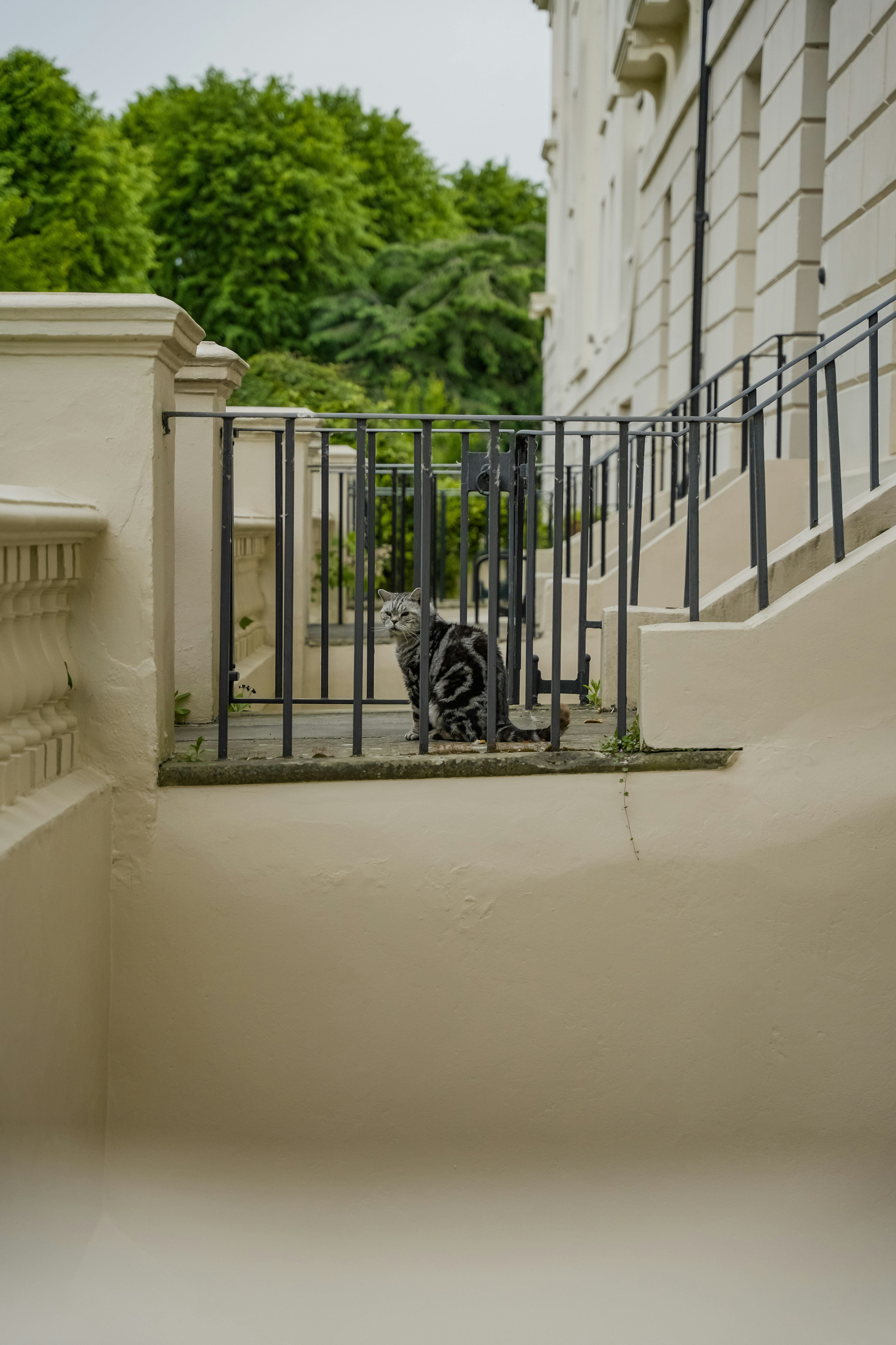 Whiskered Wanderer: A Cat's Solitary Stroll