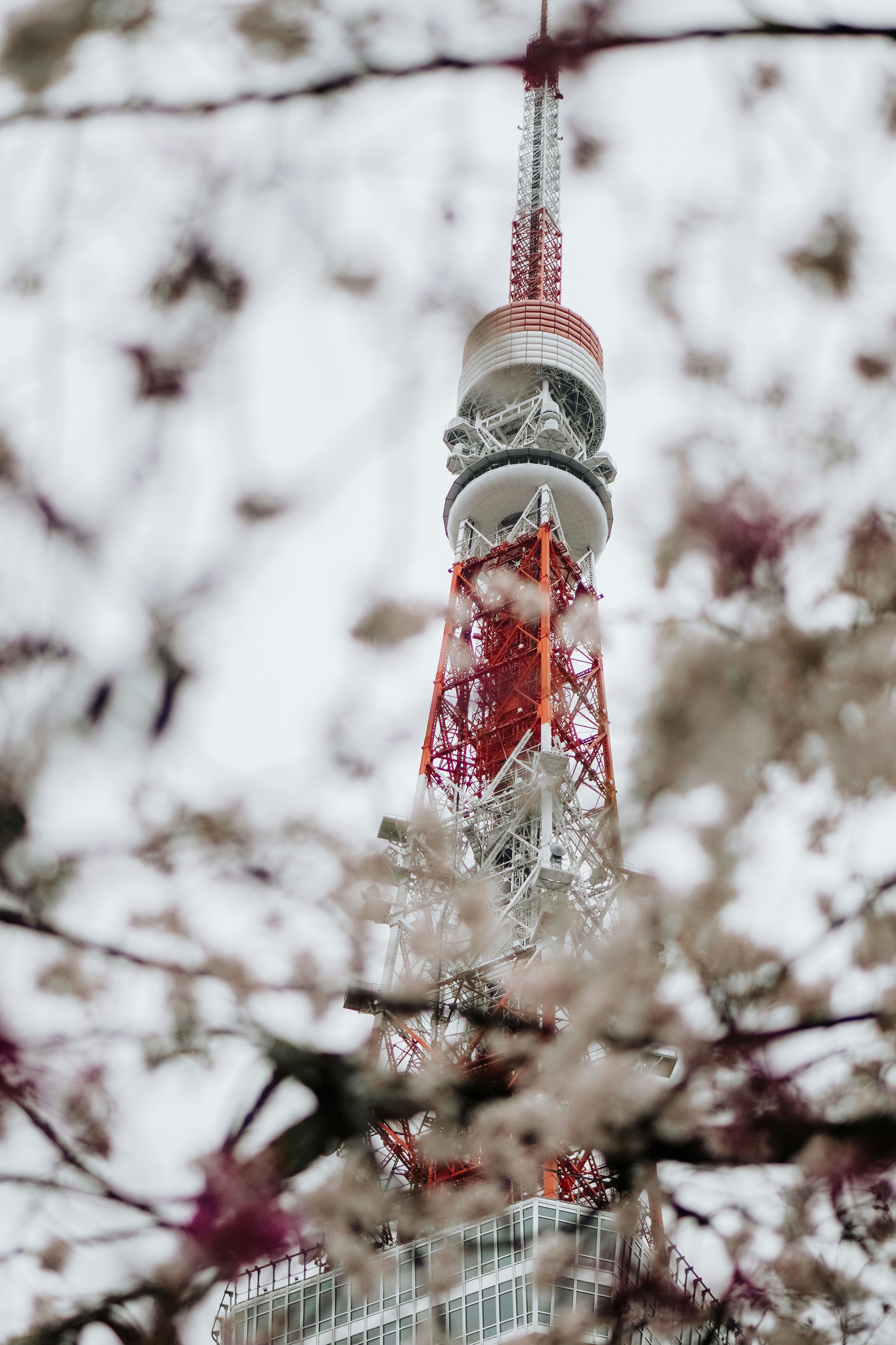 Tokyo Tower Through a Pink Spring Veil