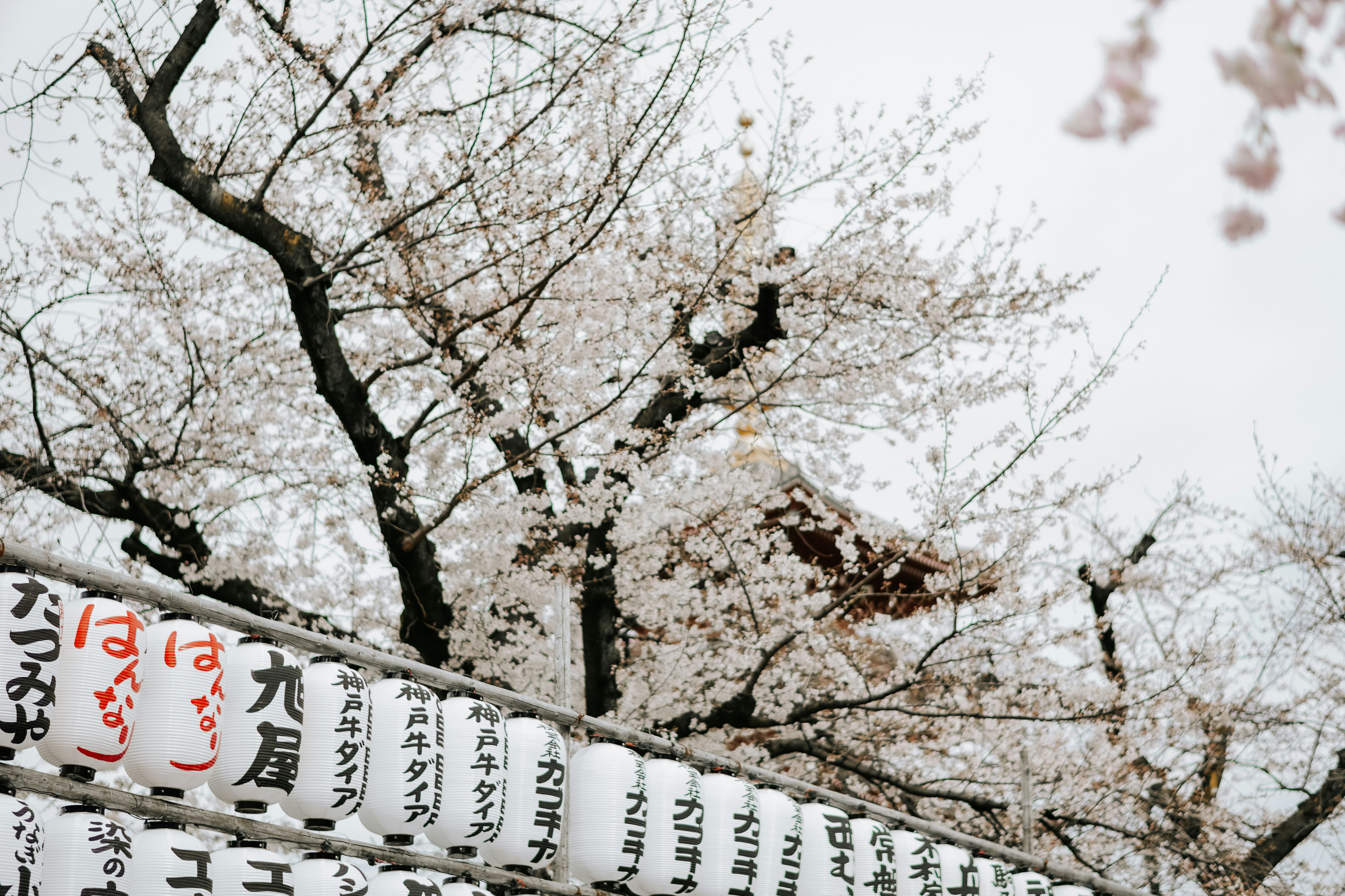 Sakura Lanterns Along a Quiet Spring Rail