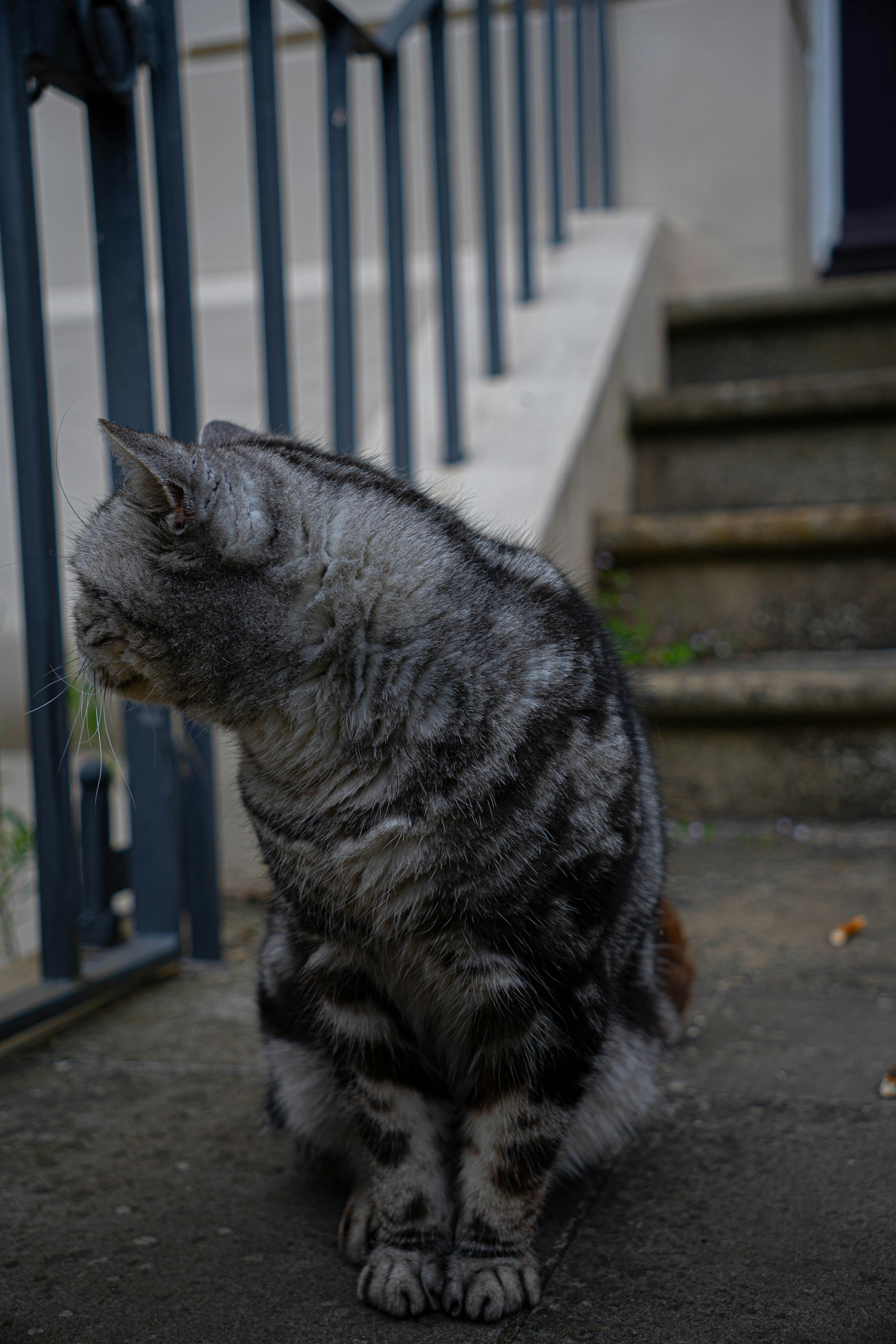 Stairwell Stare: Grey tabby pausing by the rail