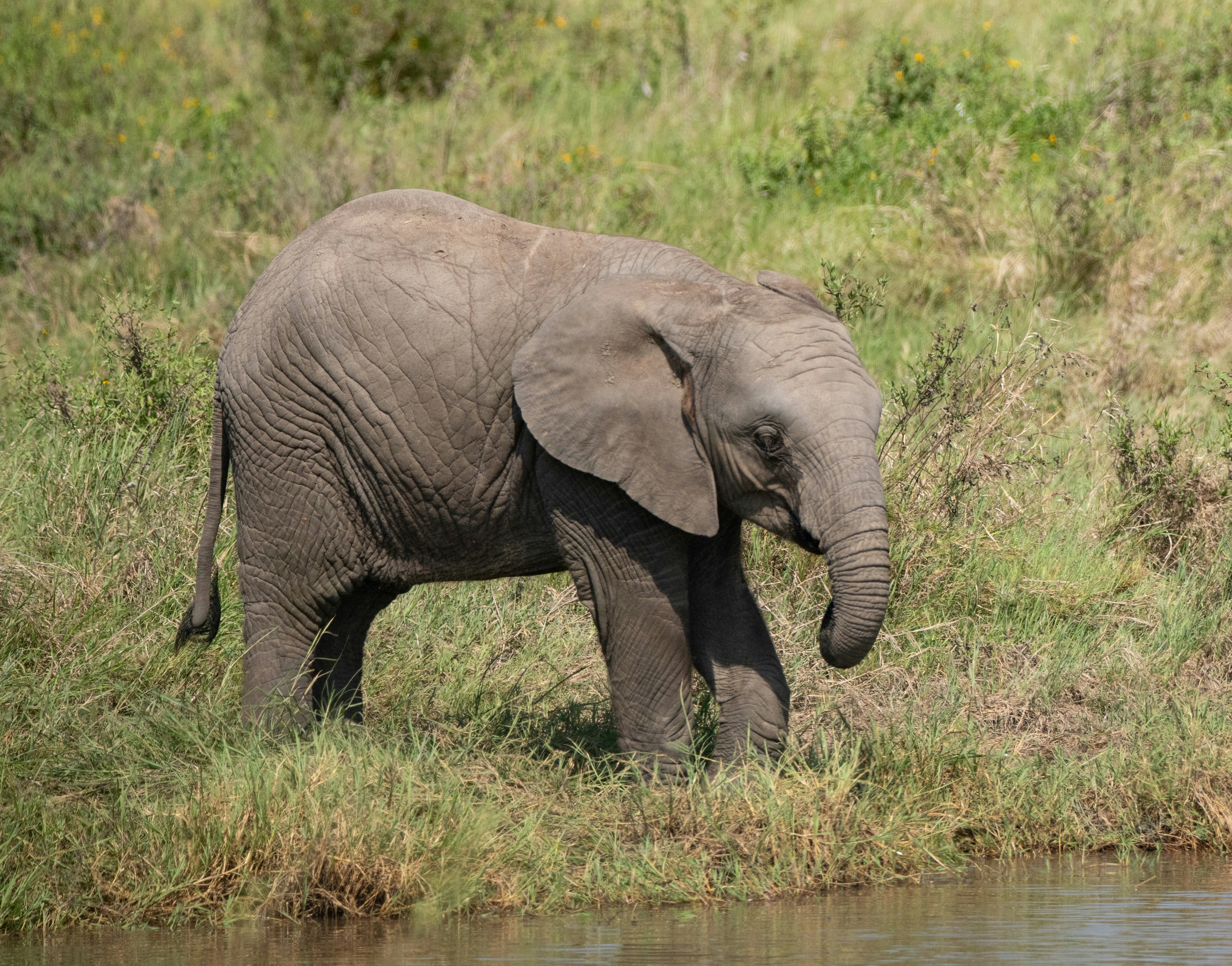 Young elephant grazing near a riverbank, surrounded by lush greenery.