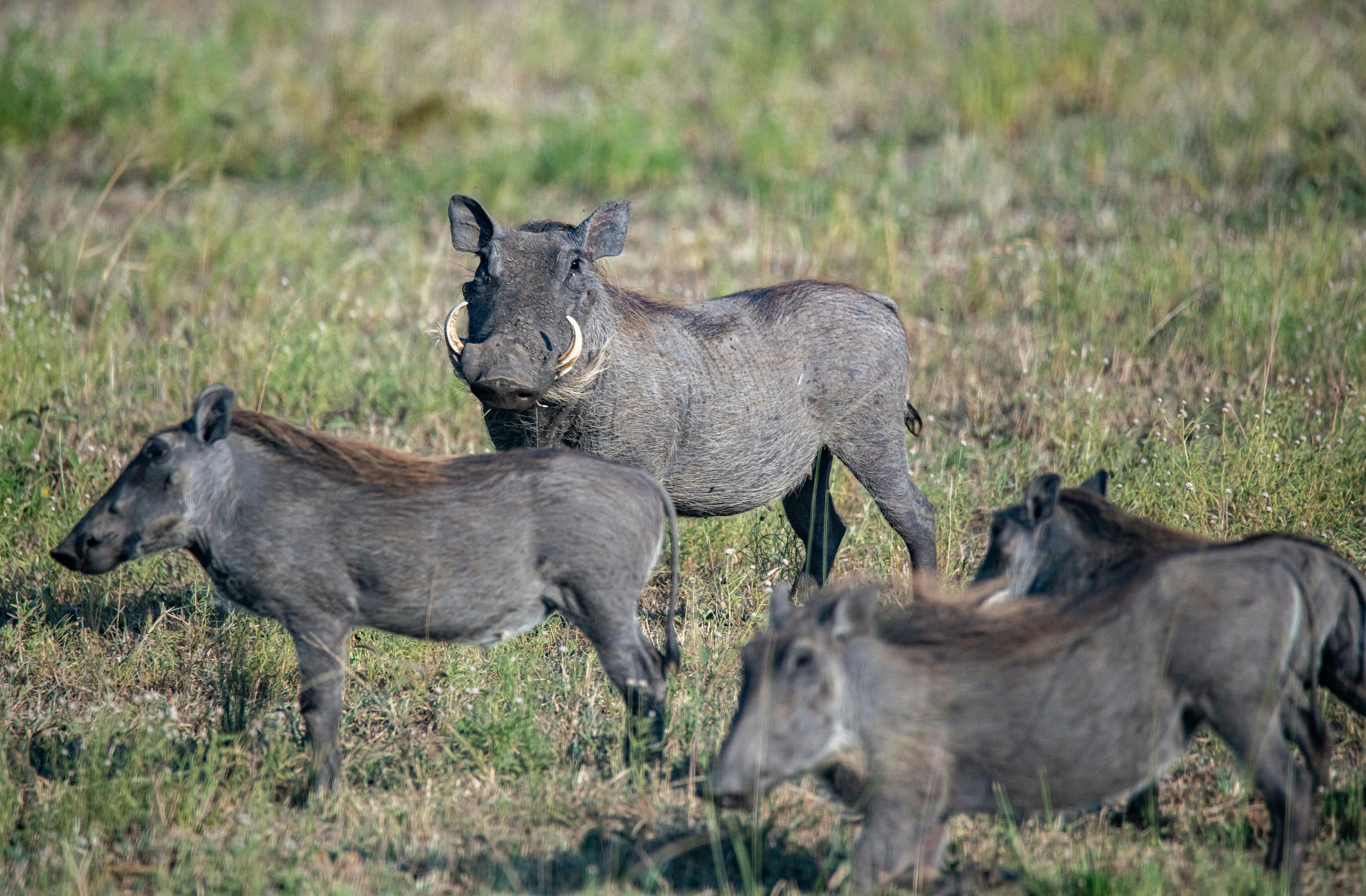 A group of warthogs grazing in a field. photo – Free Image on Unsplash