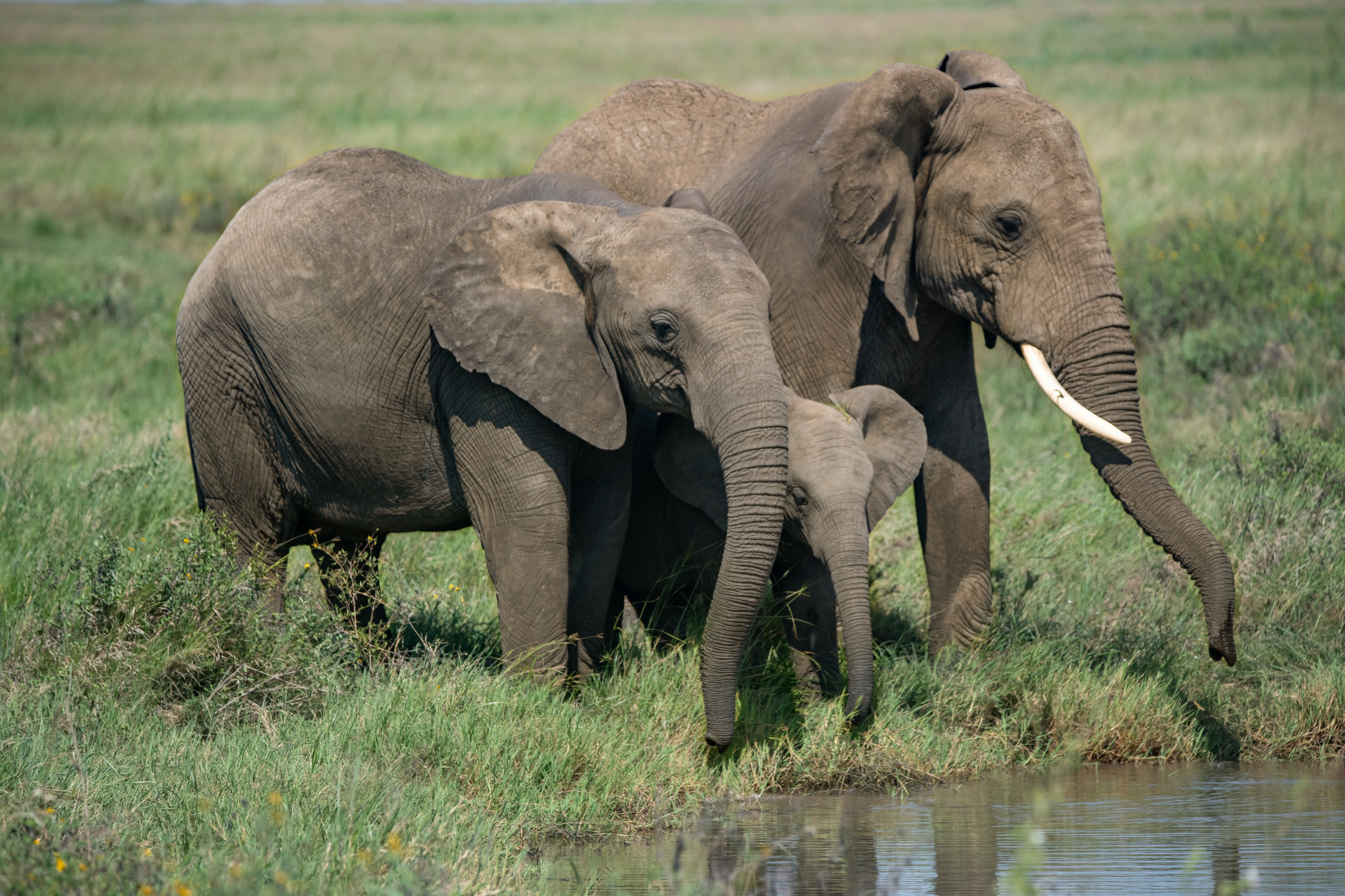 Three elephants, including a calf, stand together near a tranquil water source, surrounded by lush greenery.