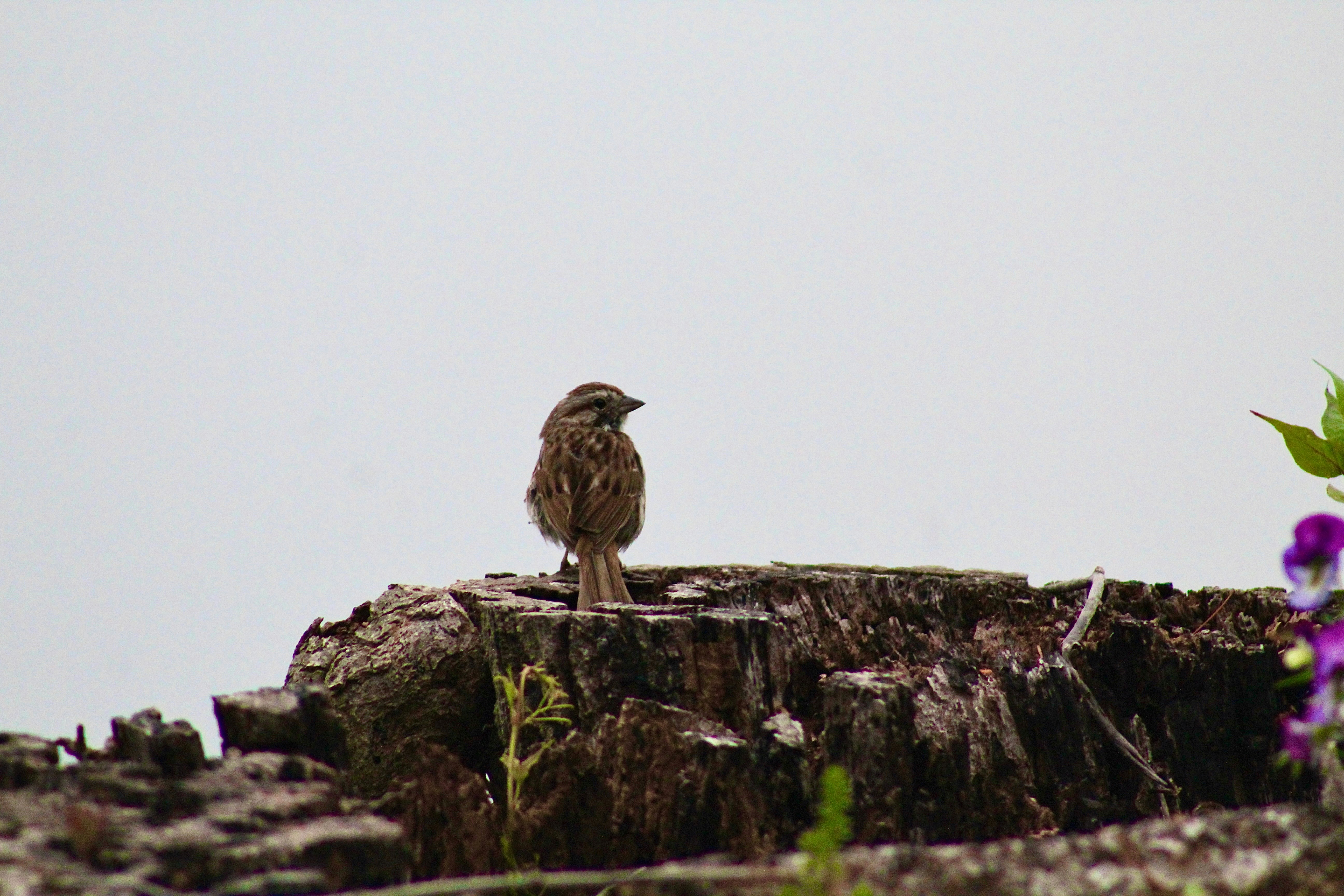 A sparrow stands on a weathered tree stump, surrounded by soft greenery and flowers, embodying a tranquil moment in nature.