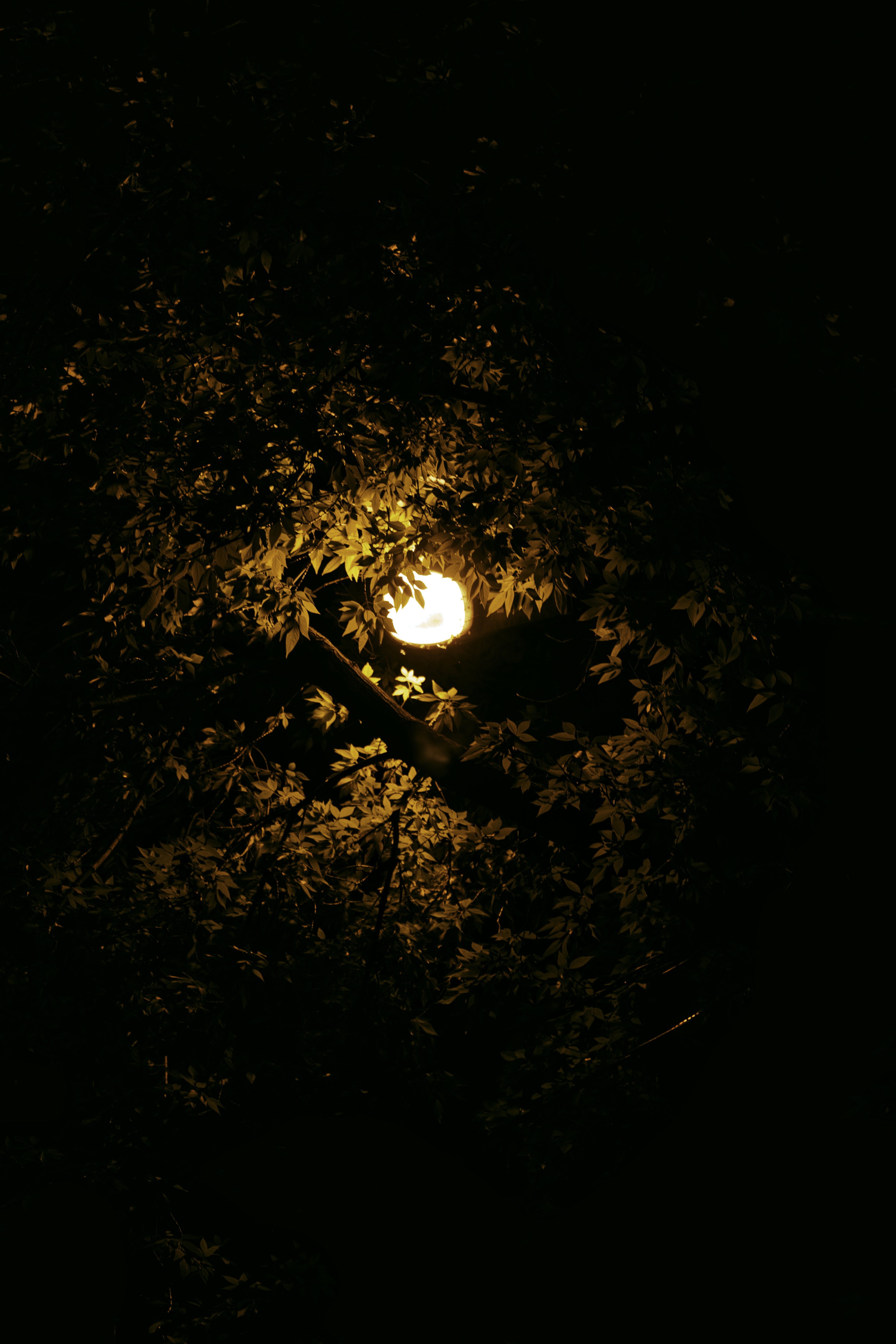 Illuminated Serenity: A Lantern's Embrace