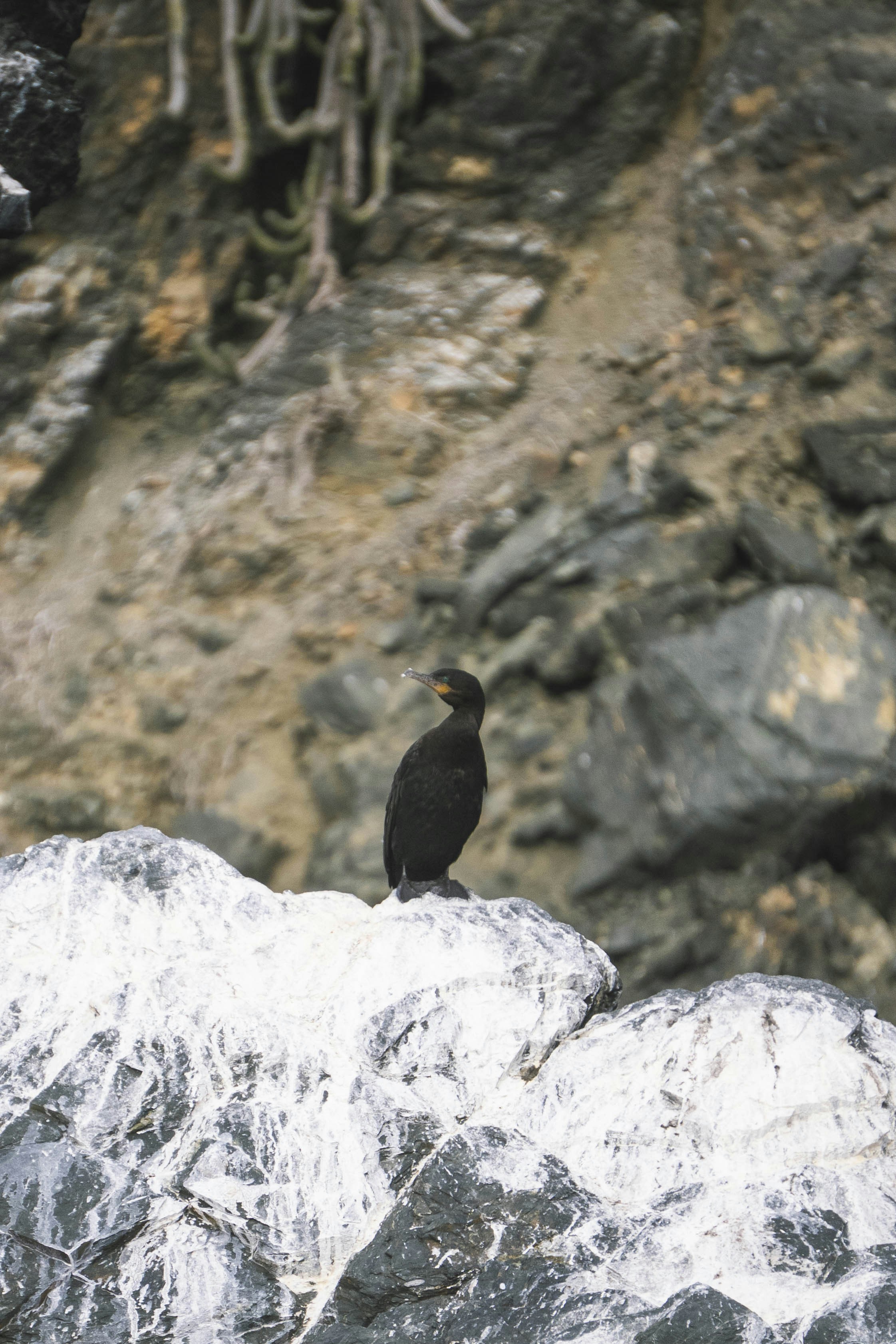 Cormorant on Pale Rock: A Quiet Portrait of Coastal Resolve