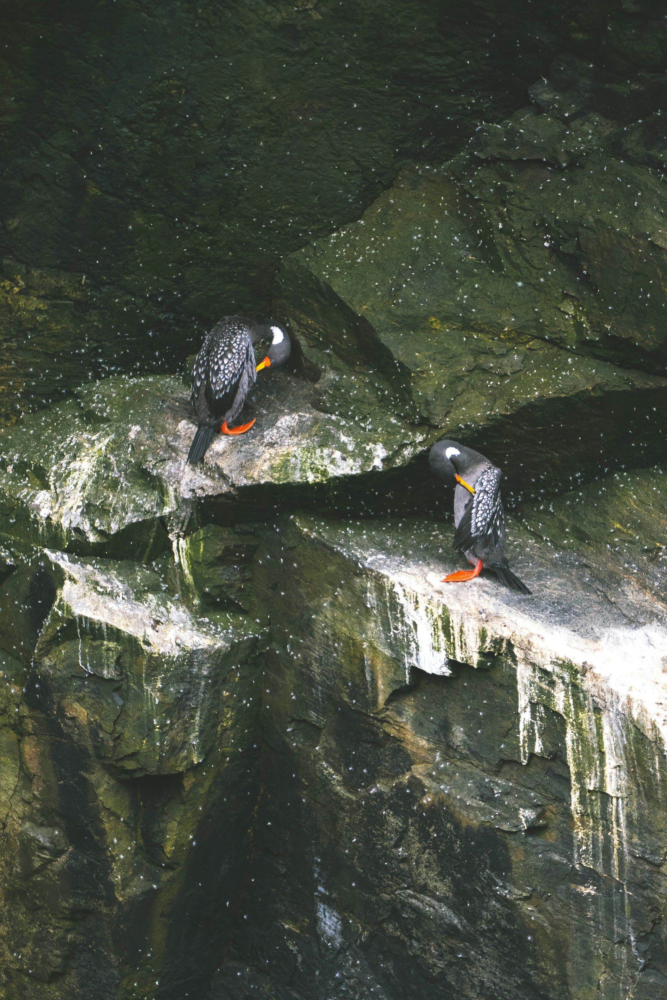 Two Orange-Footed Cormorants Perched on a Mossy Coastal Cliff