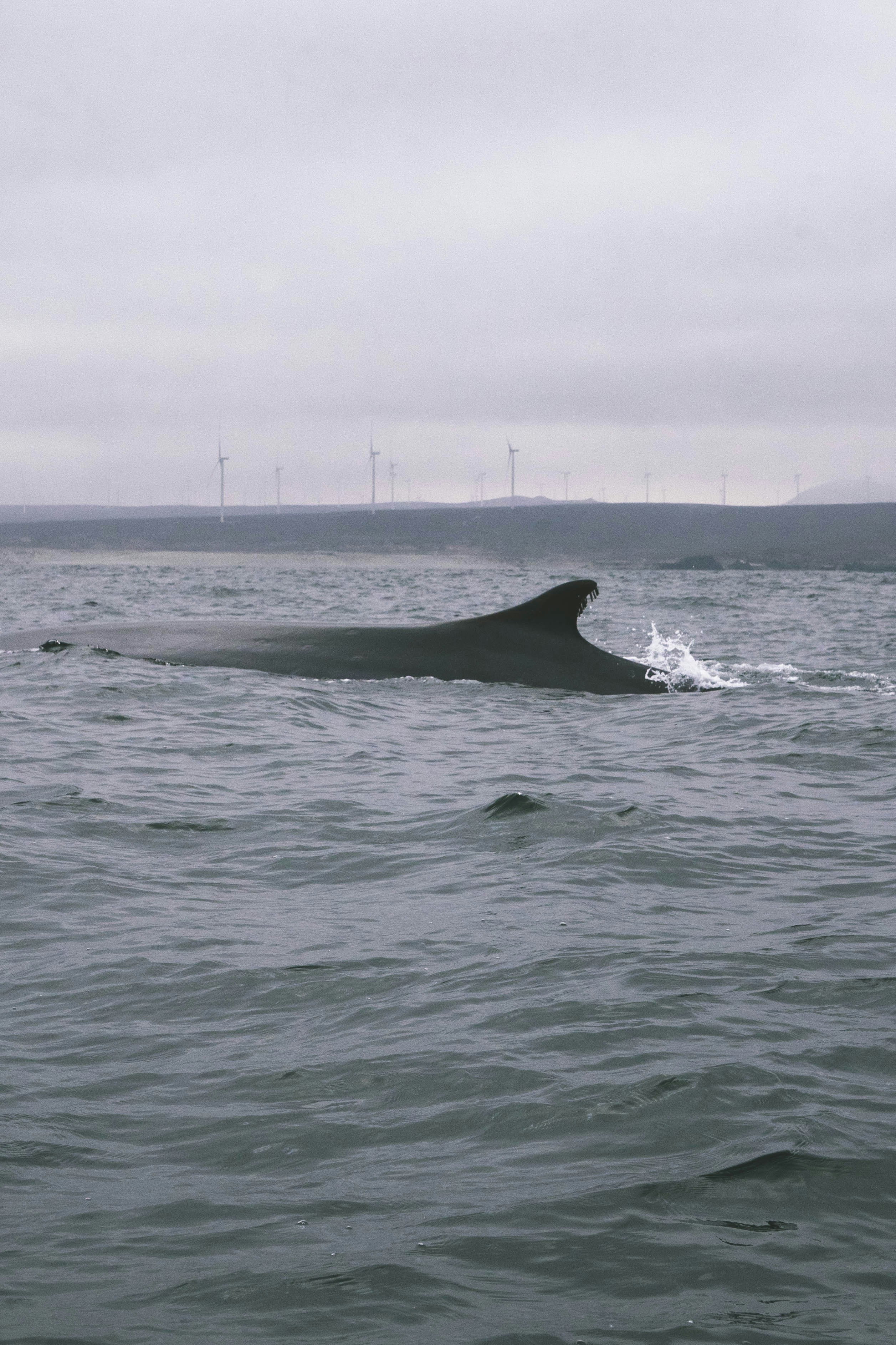 The Silent Guardian of the Deep