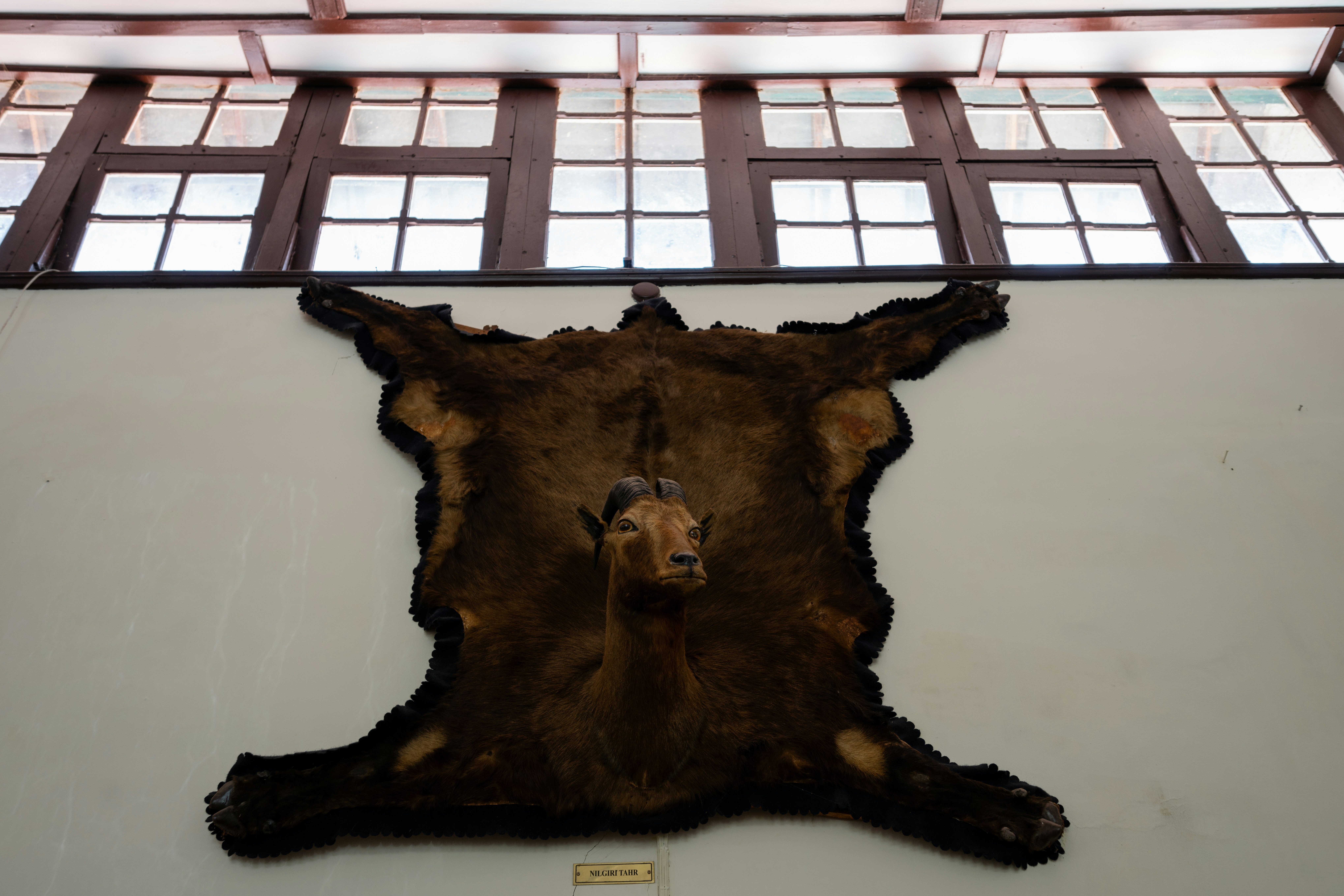 Taxidermy goat hide displayed on a wall, showcasing intricate details and textures. A blend of natural history and artistry.