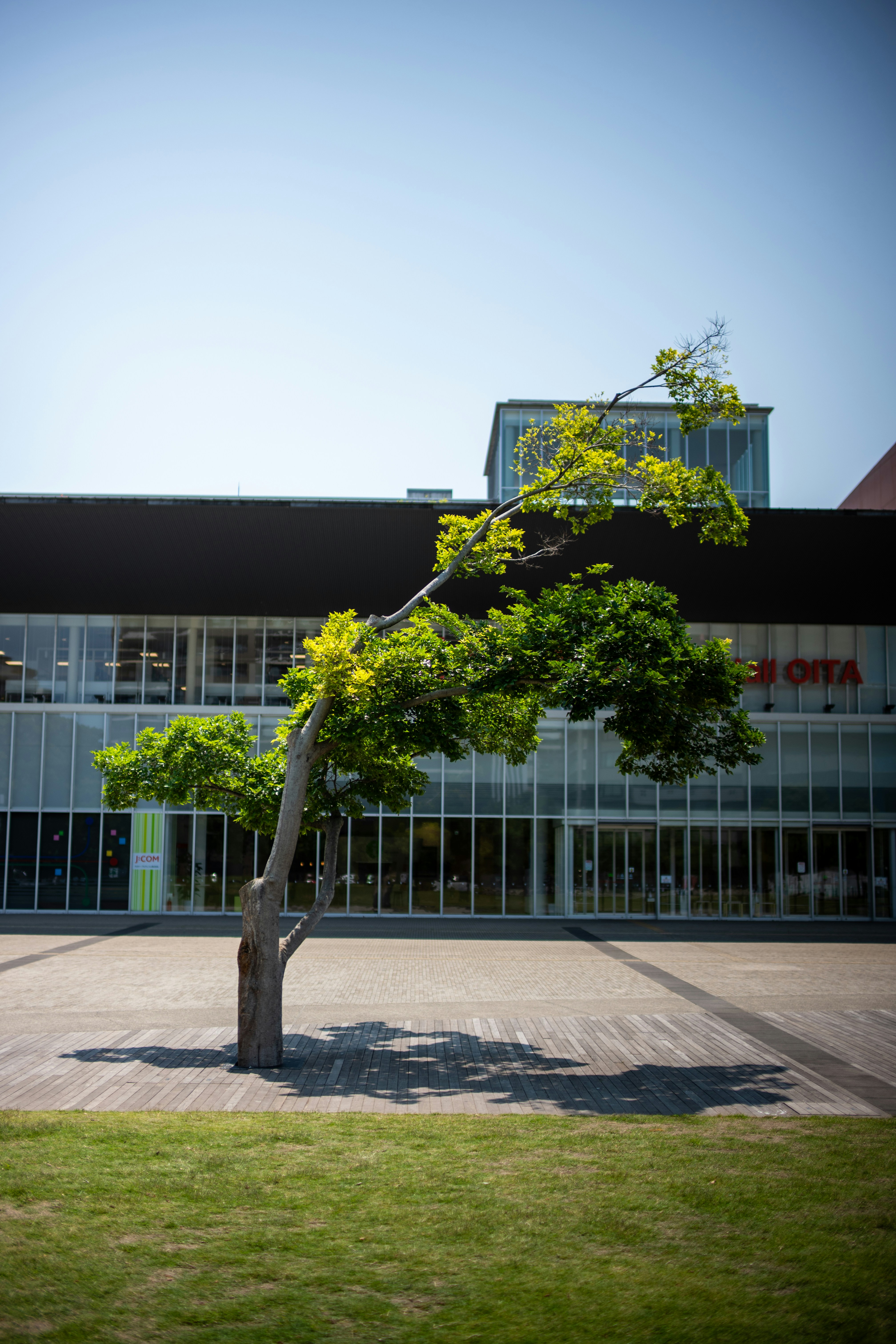 Diagonally Arched Tree Framing a Glass-Fronted Building