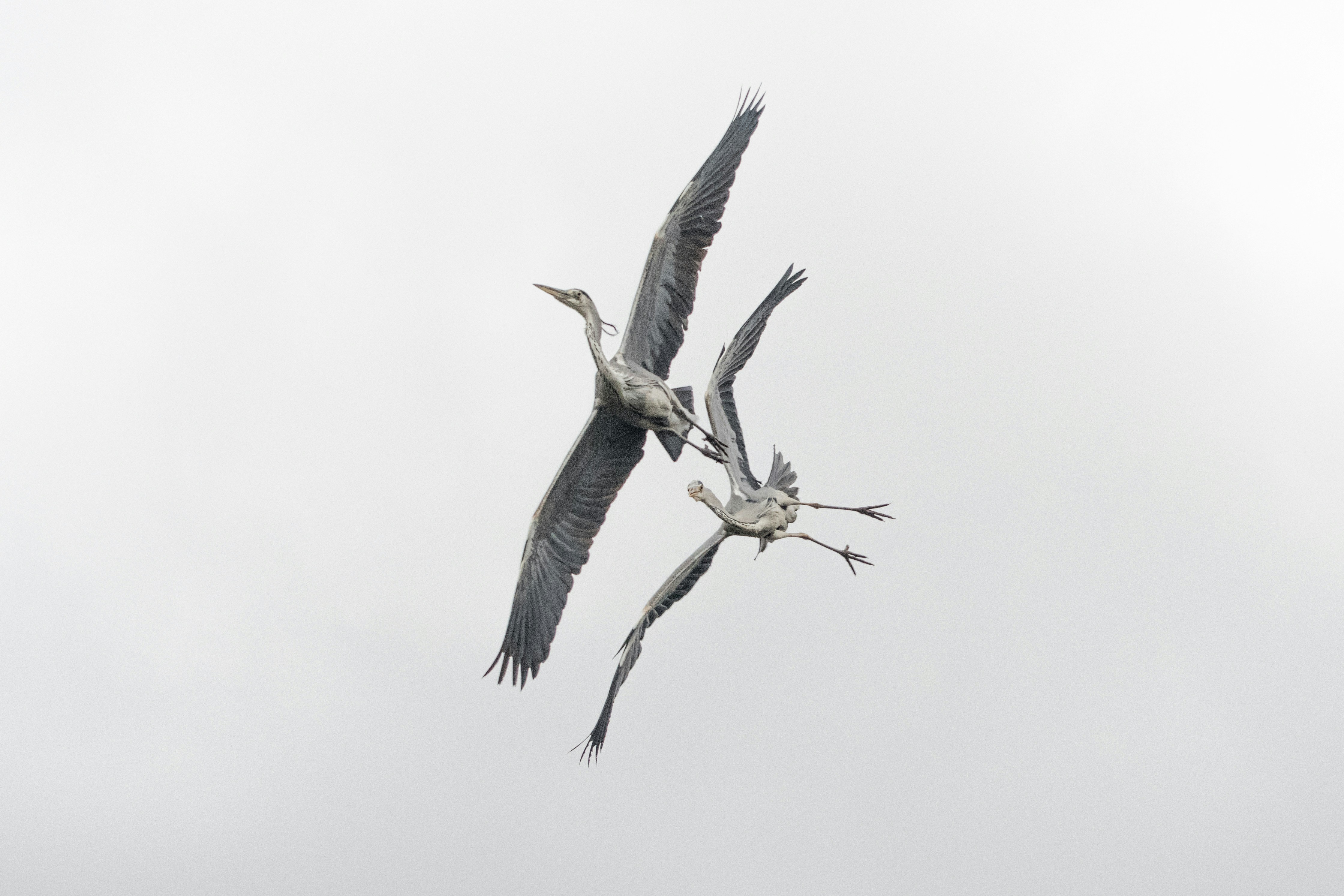 Dance of the Herons