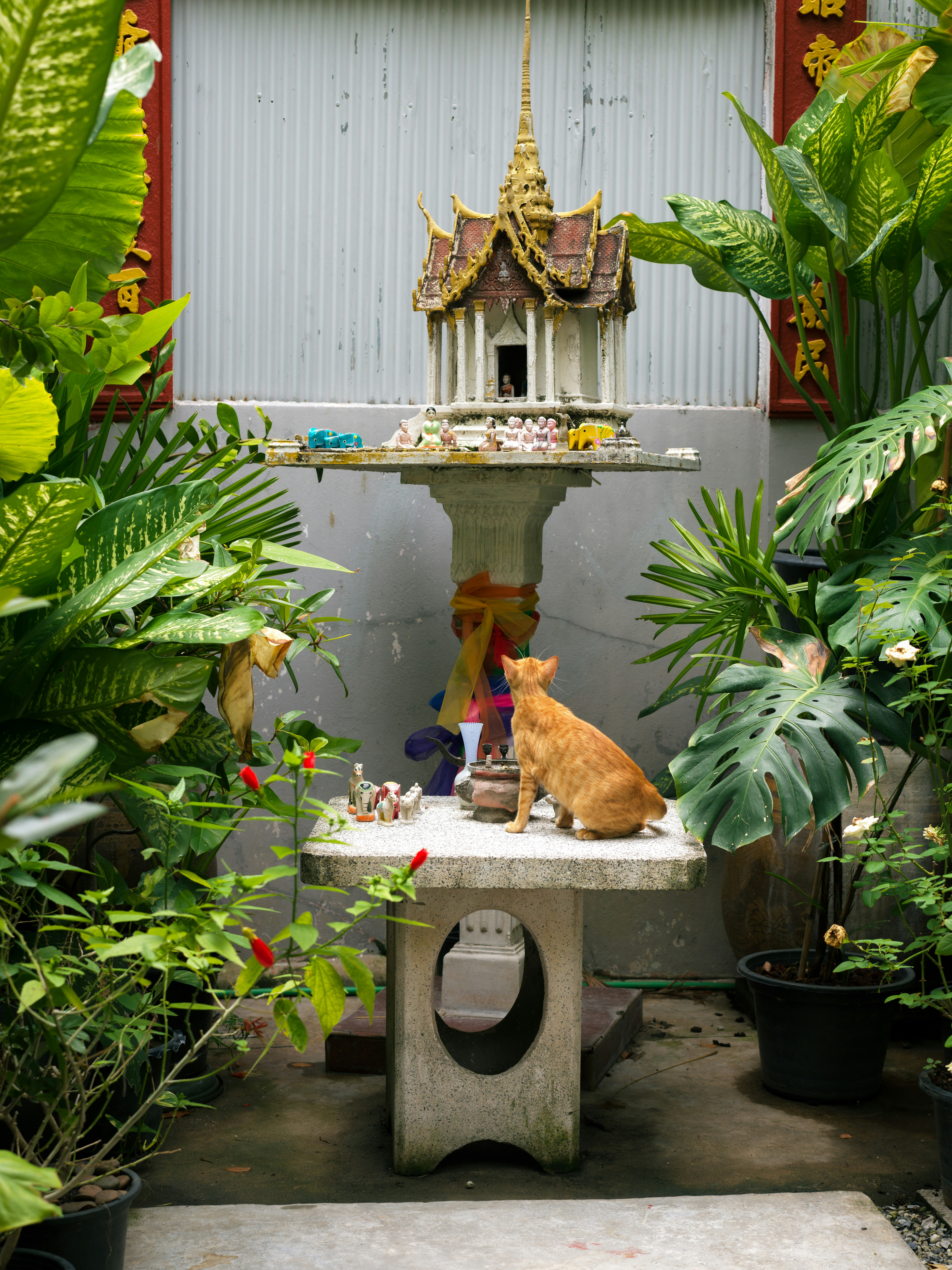 Ginger Cat Keeps Vigil by a Tiny Shrine Amid Tropical Foliage