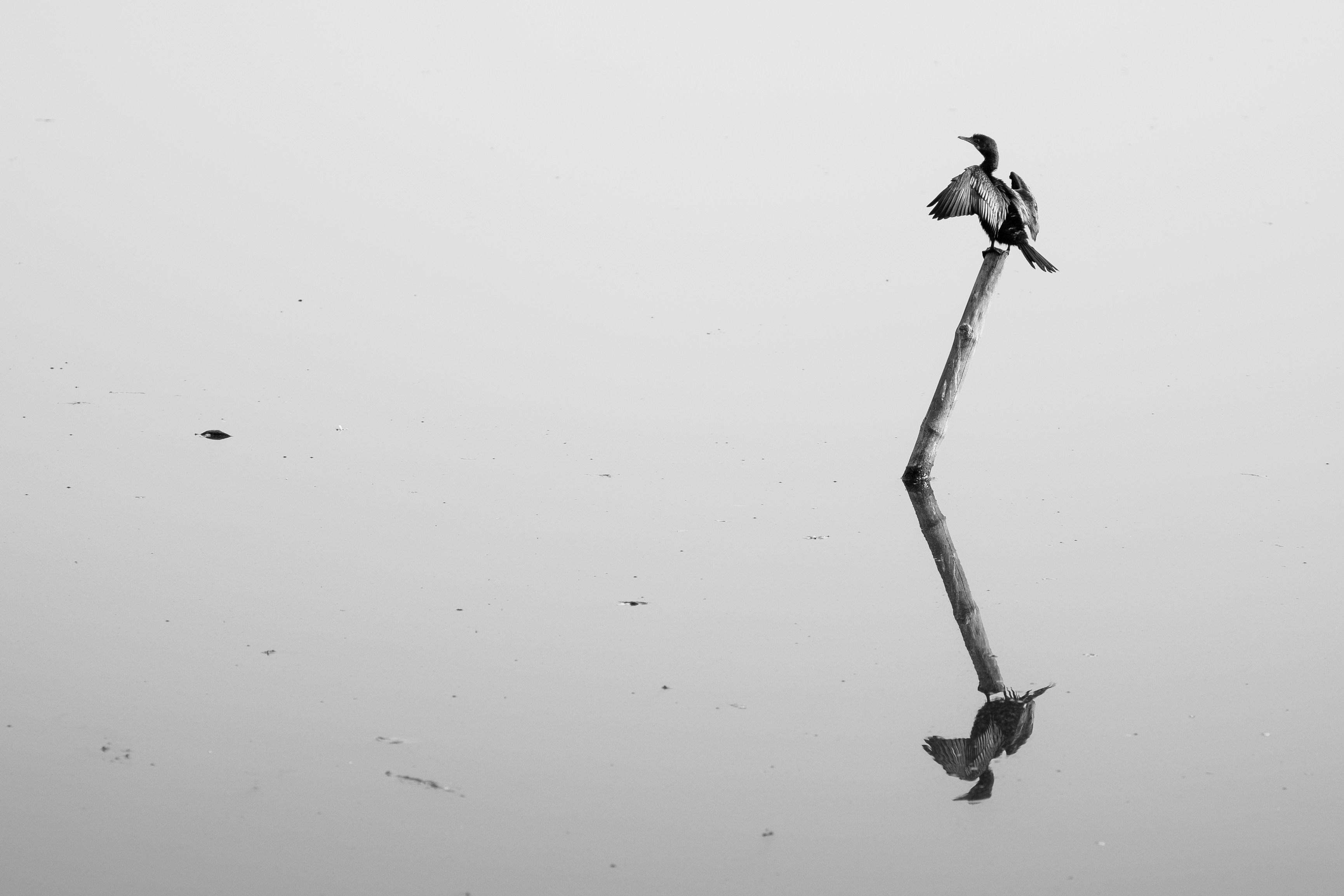 Bird perches on a post with its reflection. photo – Free Bird Image on ...
