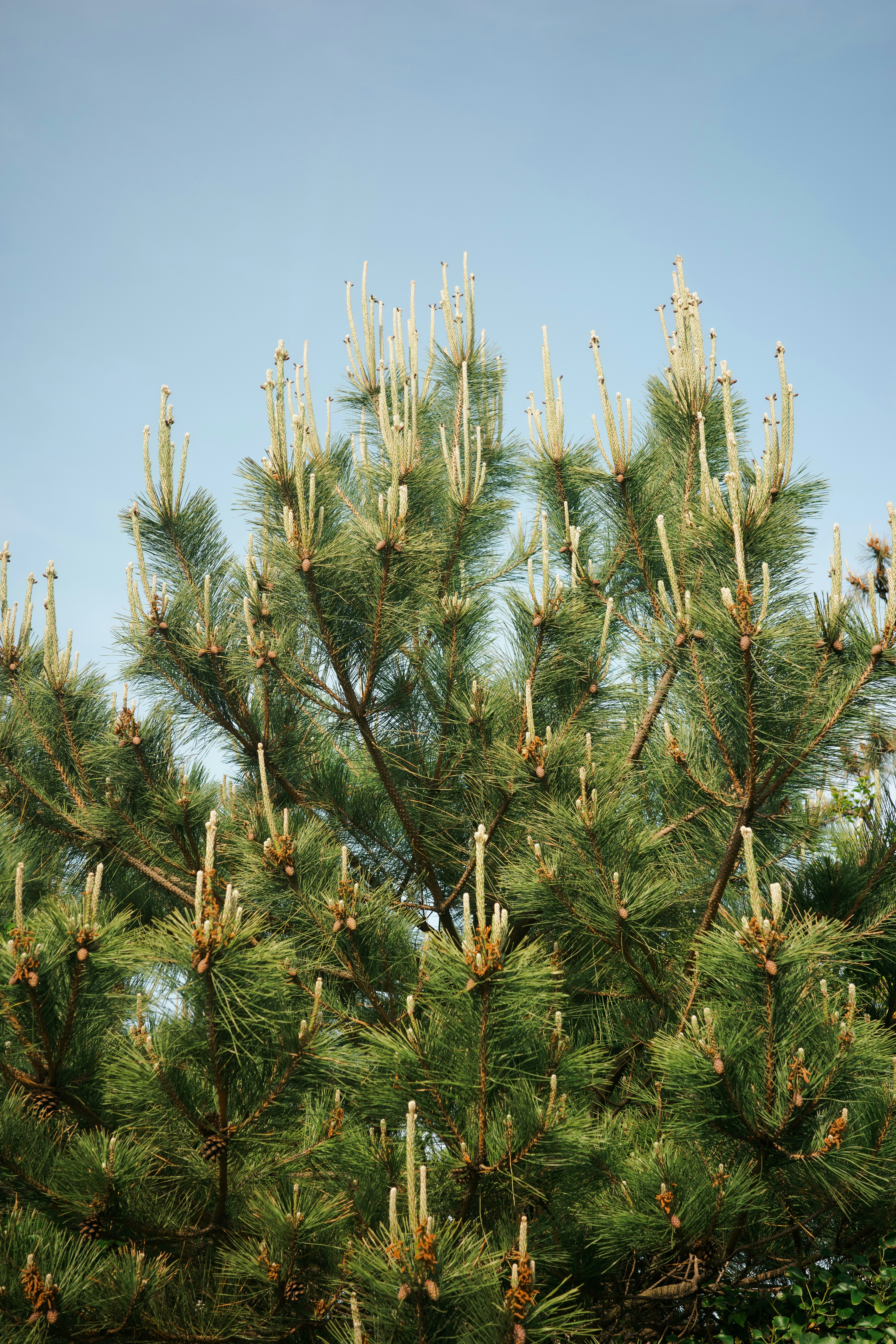 Pine tree branches adorned with fresh growth, showcasing vibrant green needles and budding cones against a clear sky.