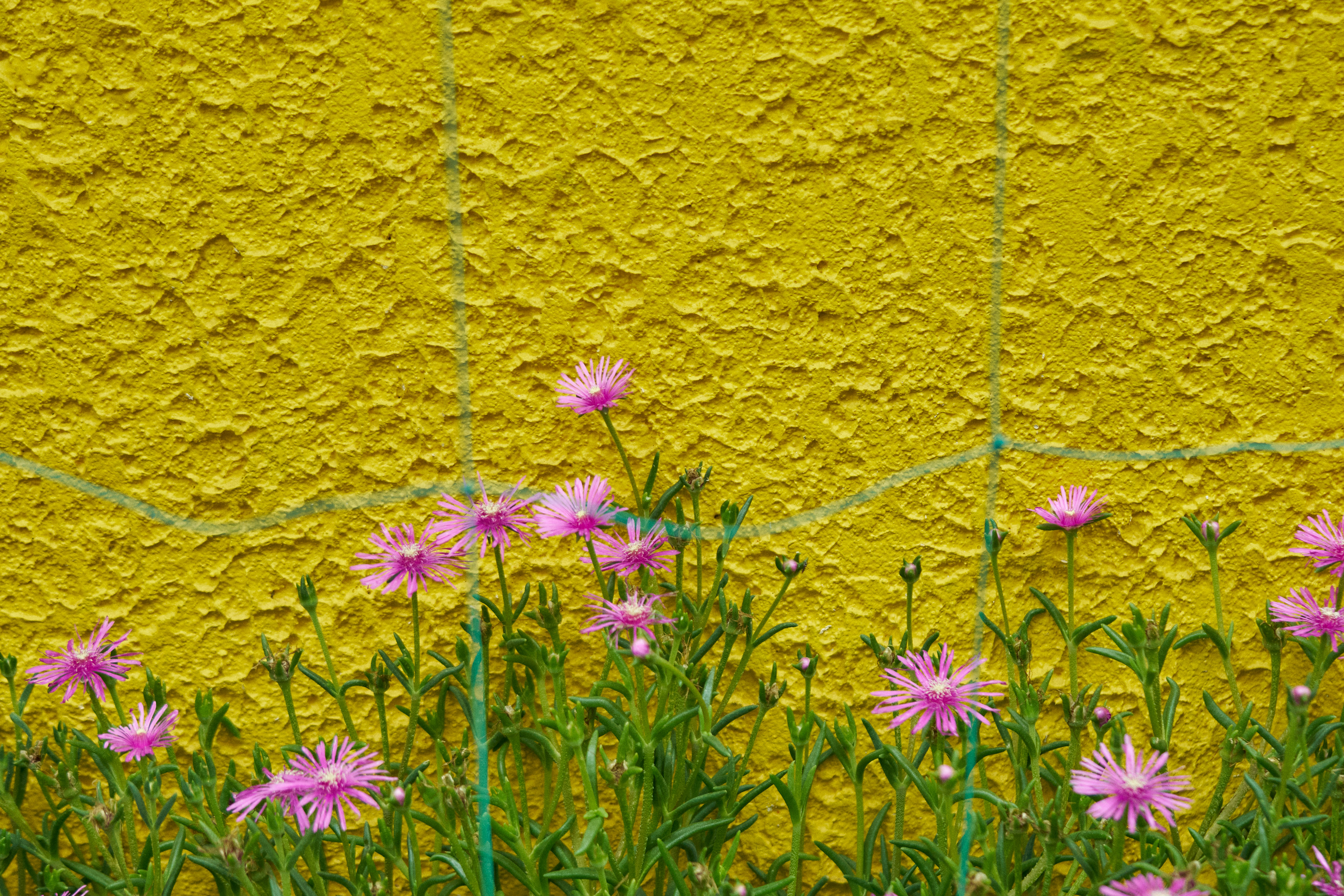 Pink Daisies Bloom Along a Textured Yellow Wall