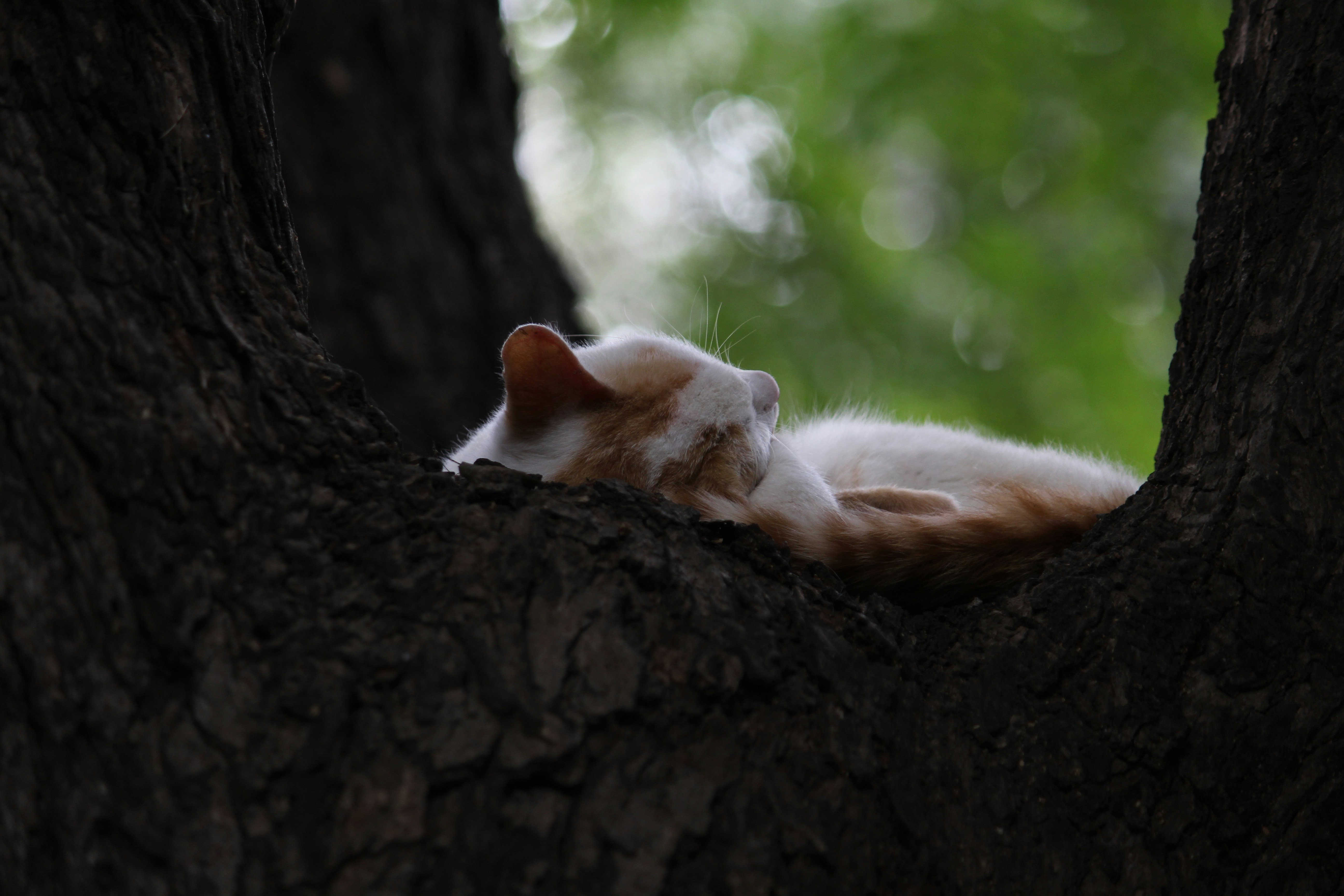 Serene Slumber in Nature's Embrace
