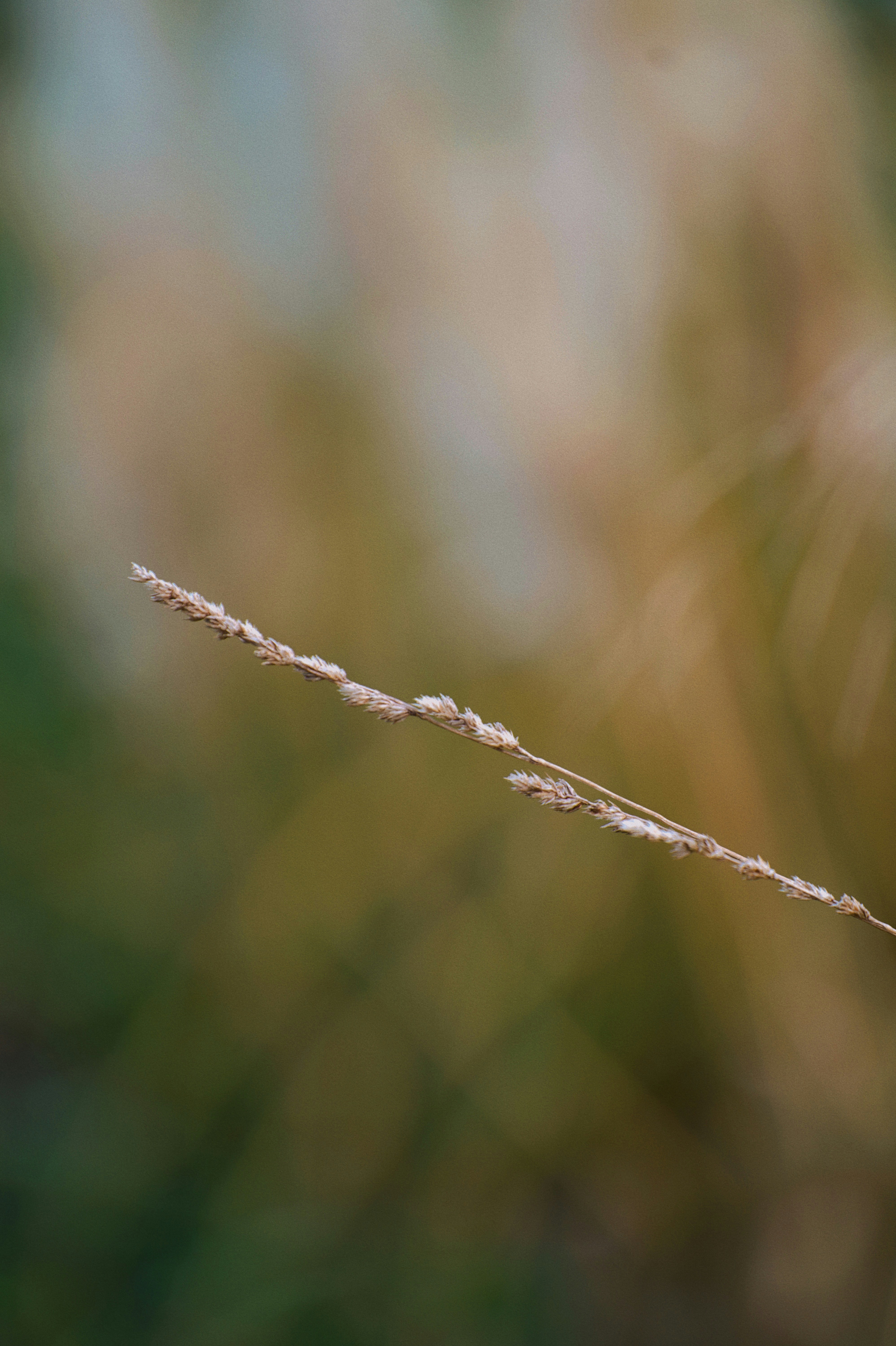 Whispers of Nature: A Delicate Grass Stem