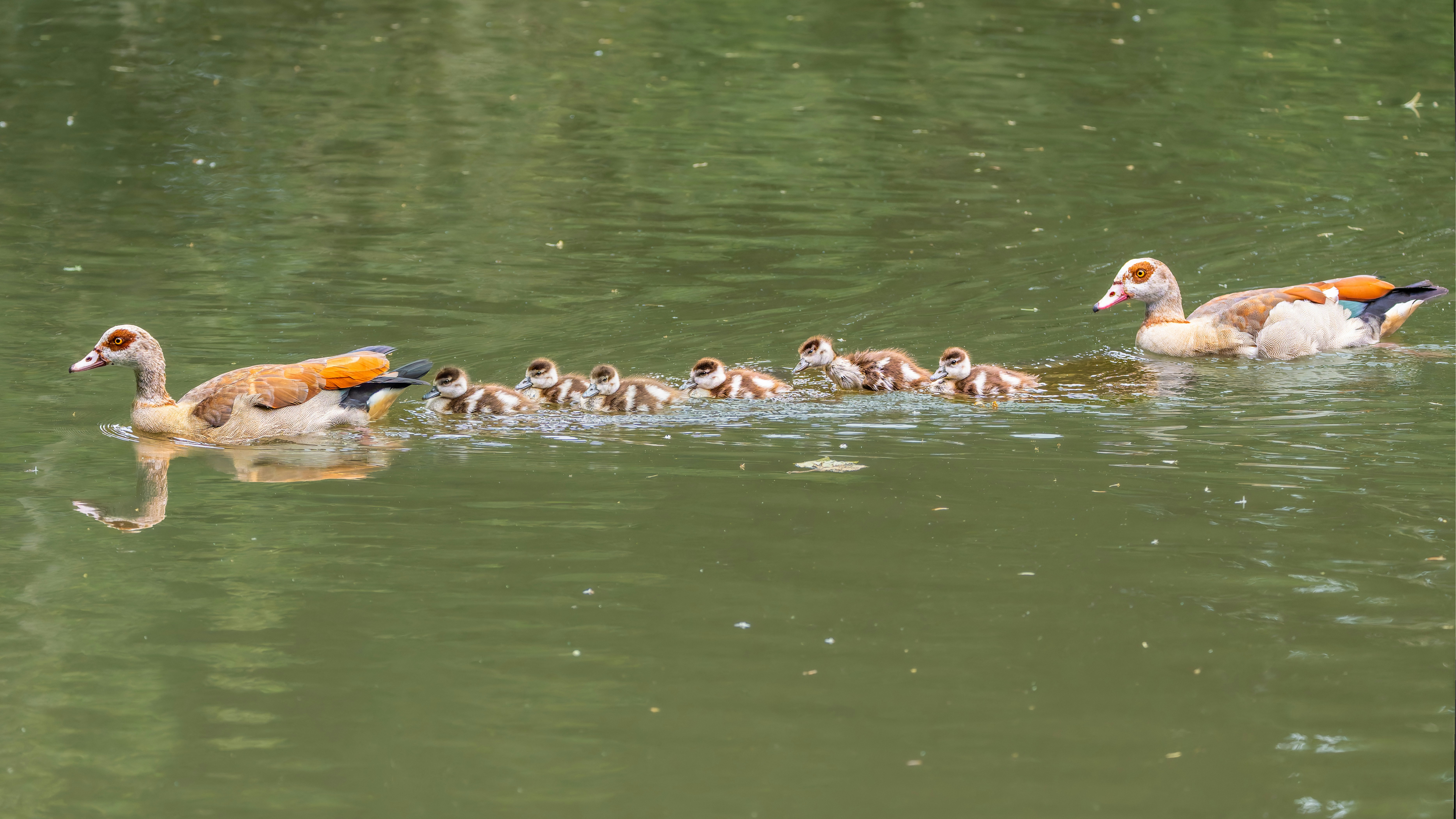 Egyptian geese swimming together with a line of goslings in a serene pond. The reflection on the water adds to the tranquil atmosphere.