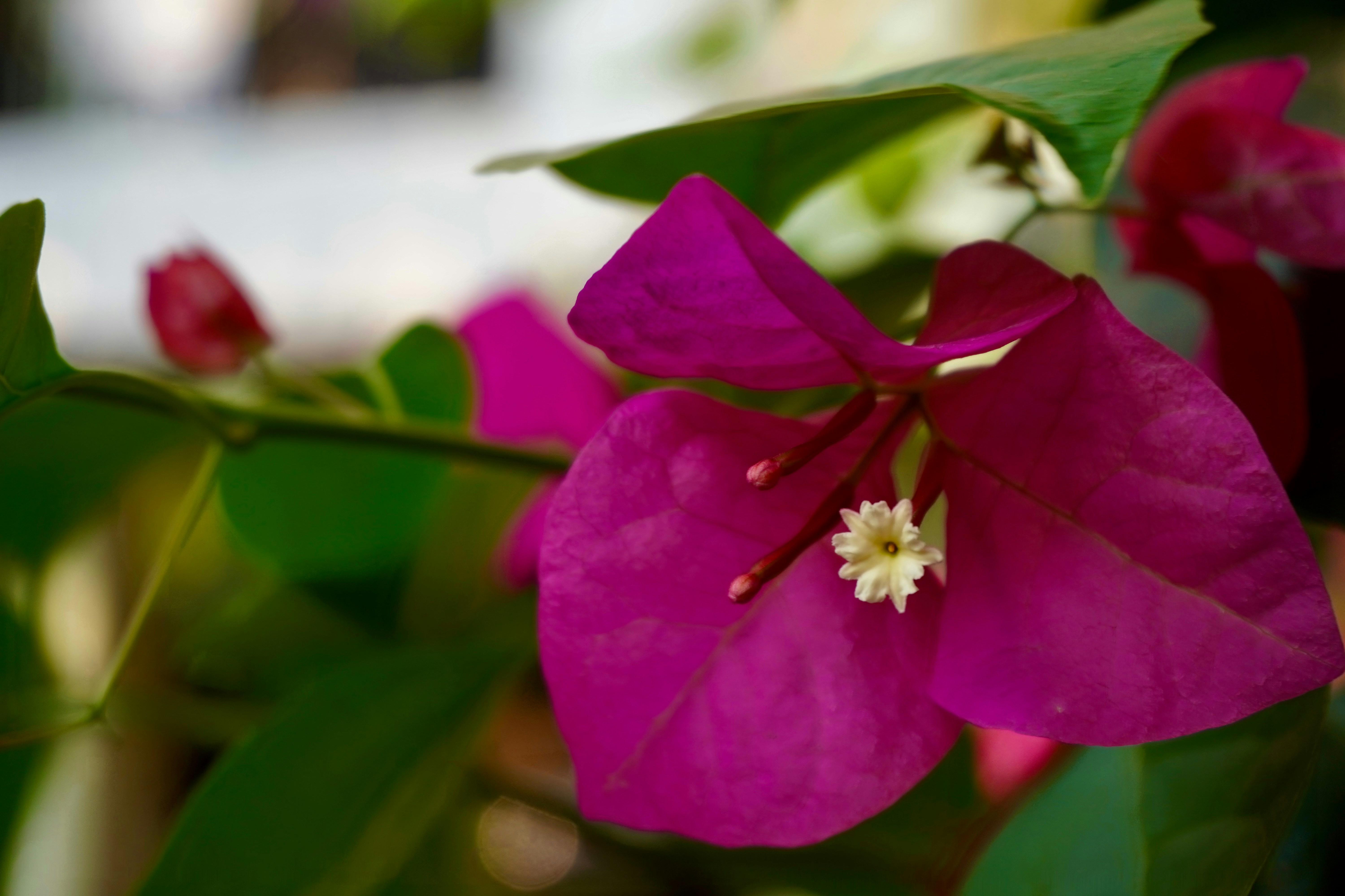 Cradled in Magenta: a Macro Bougainvillea Bloom with a Delicate White Center