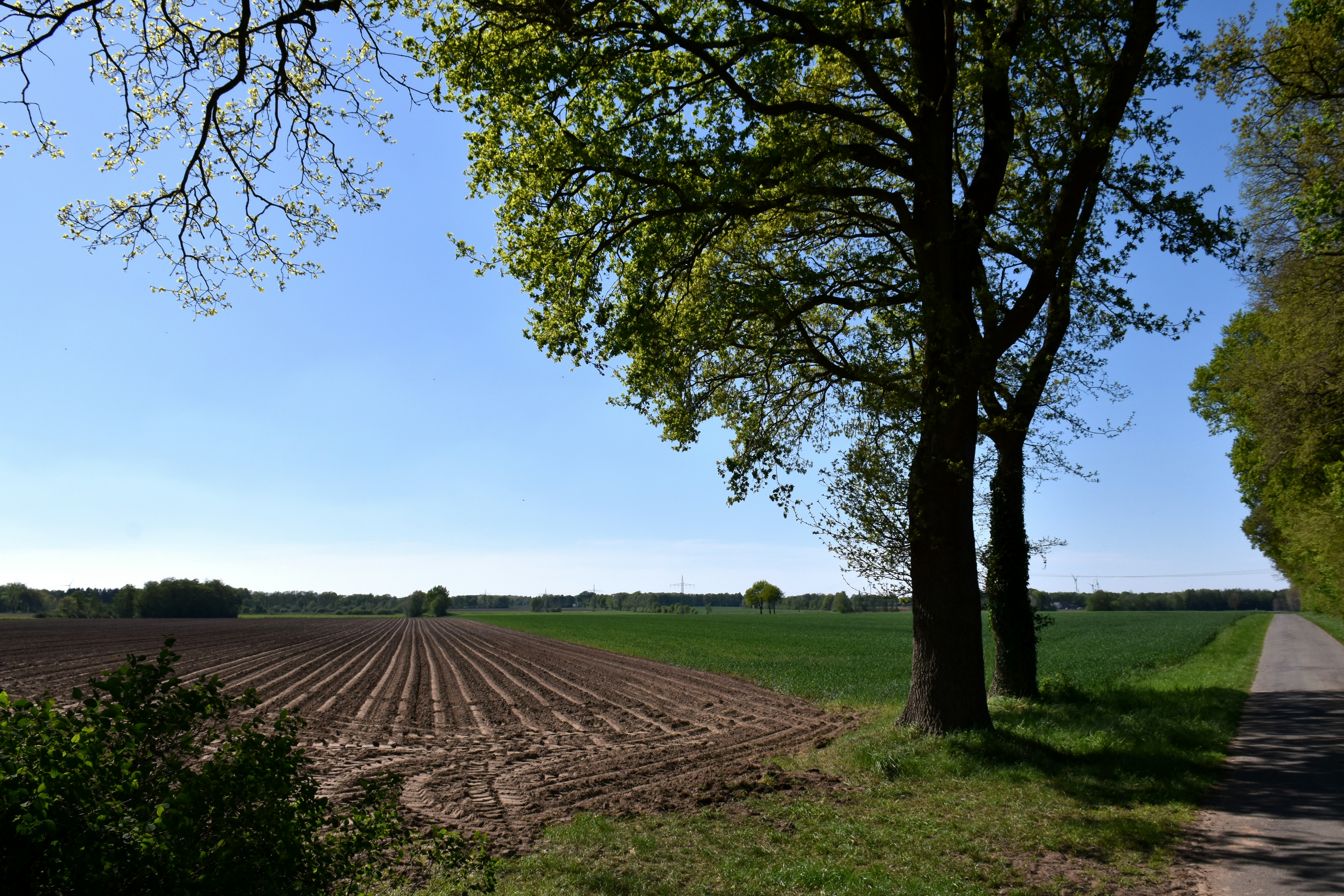 Trees overlook a plowed field on a sunny day. photo – Free Road Image ...