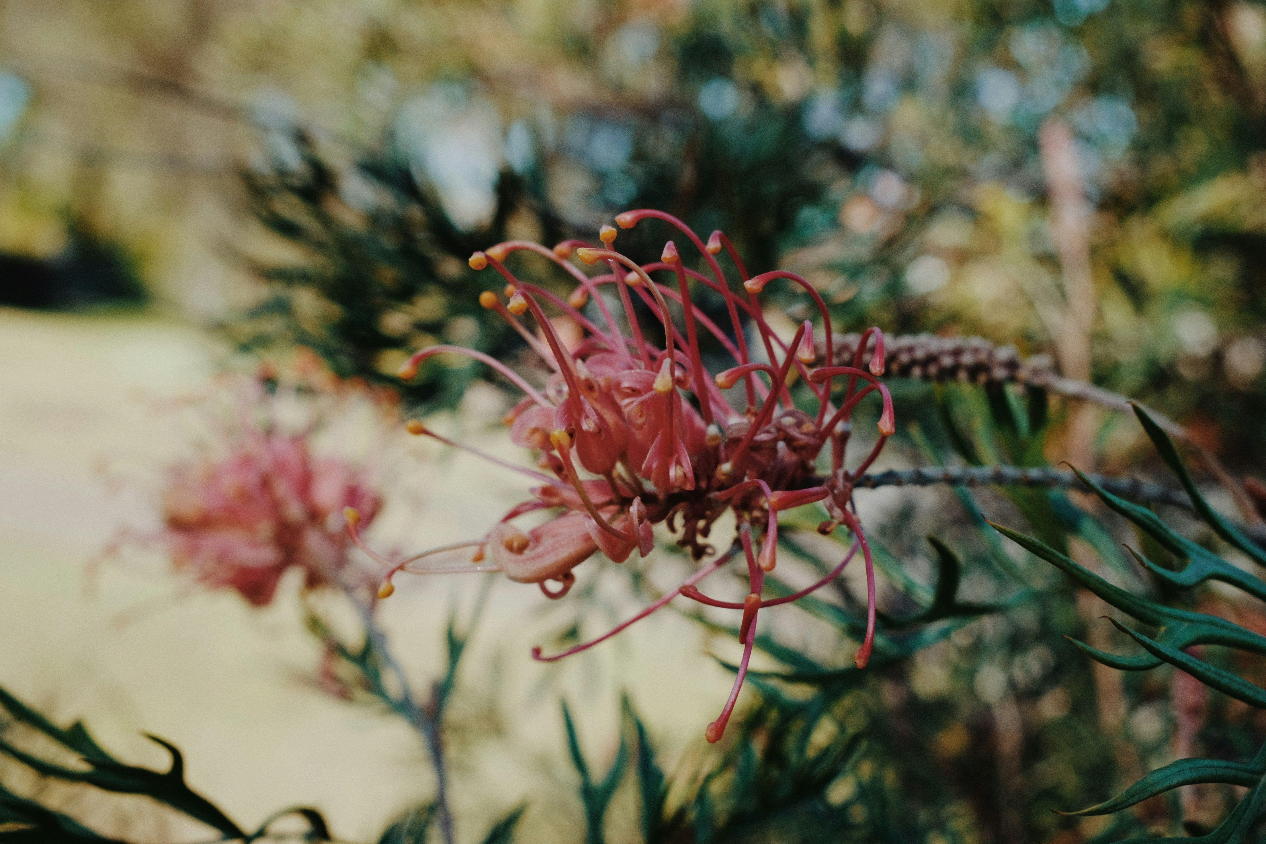 Photo by Krikor Nalbandian with Fujifilm X-T30