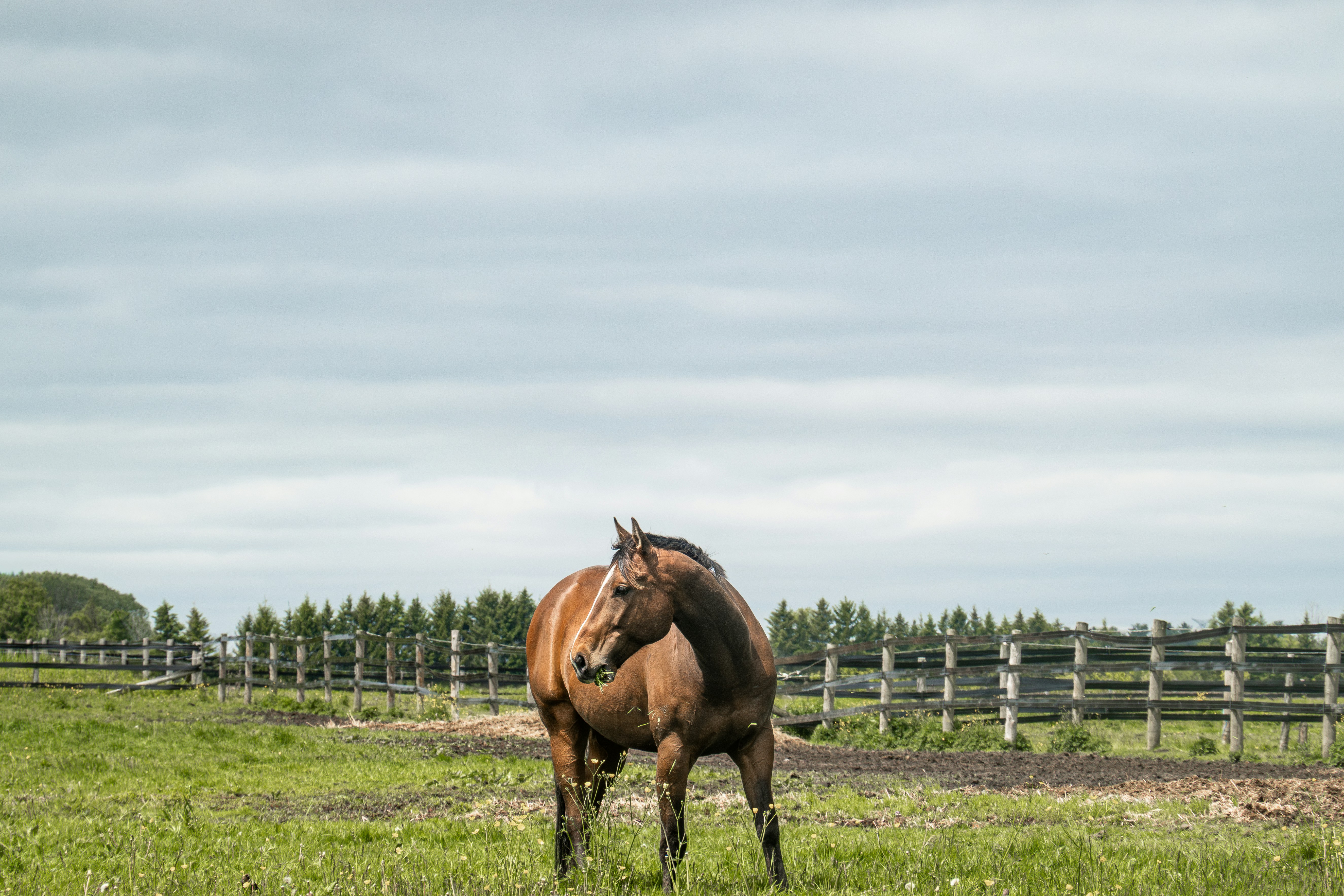 a horse grazing in a field