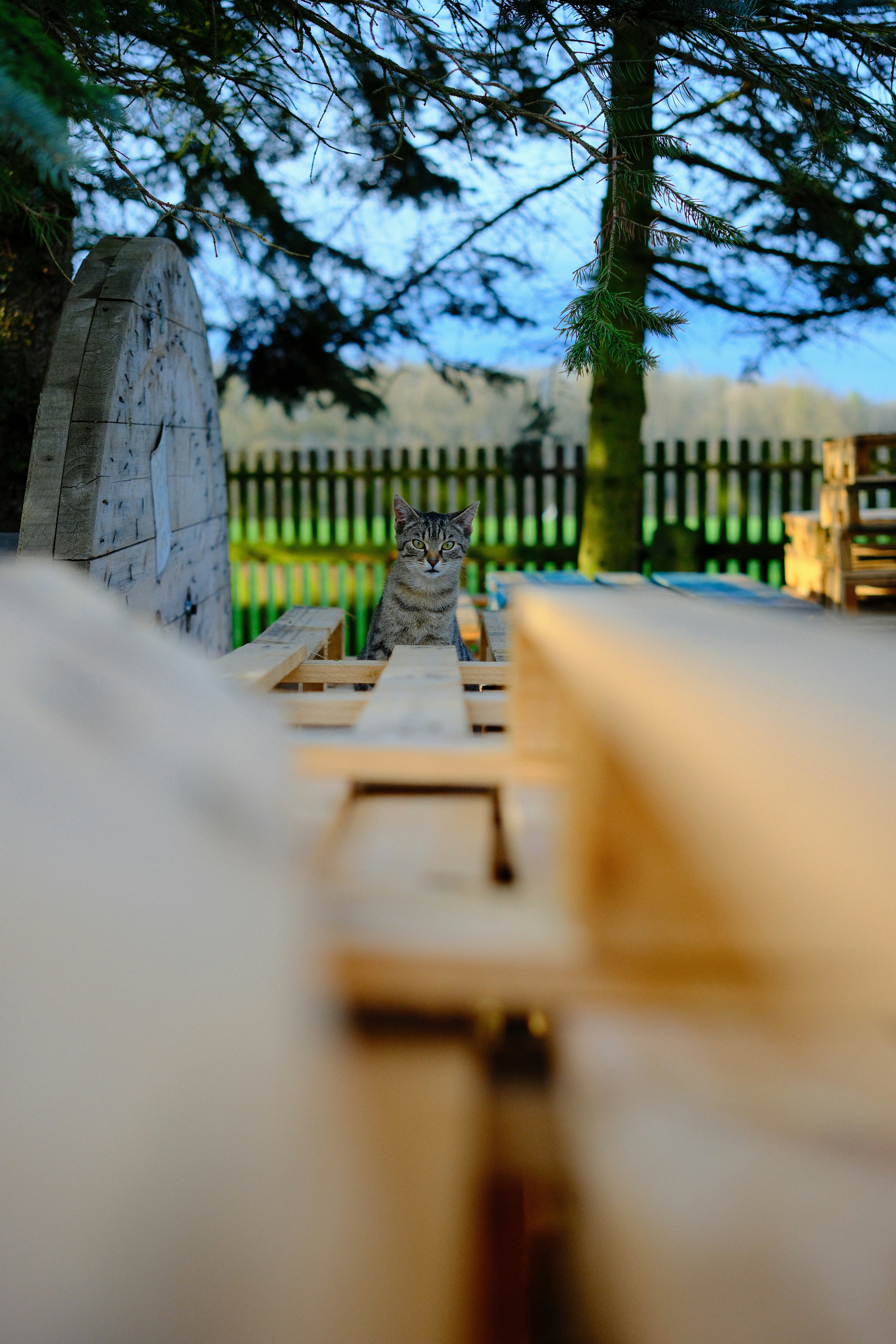 A curious cat perched on wooden pallets, surrounded by trees and a rustic fence in the background.