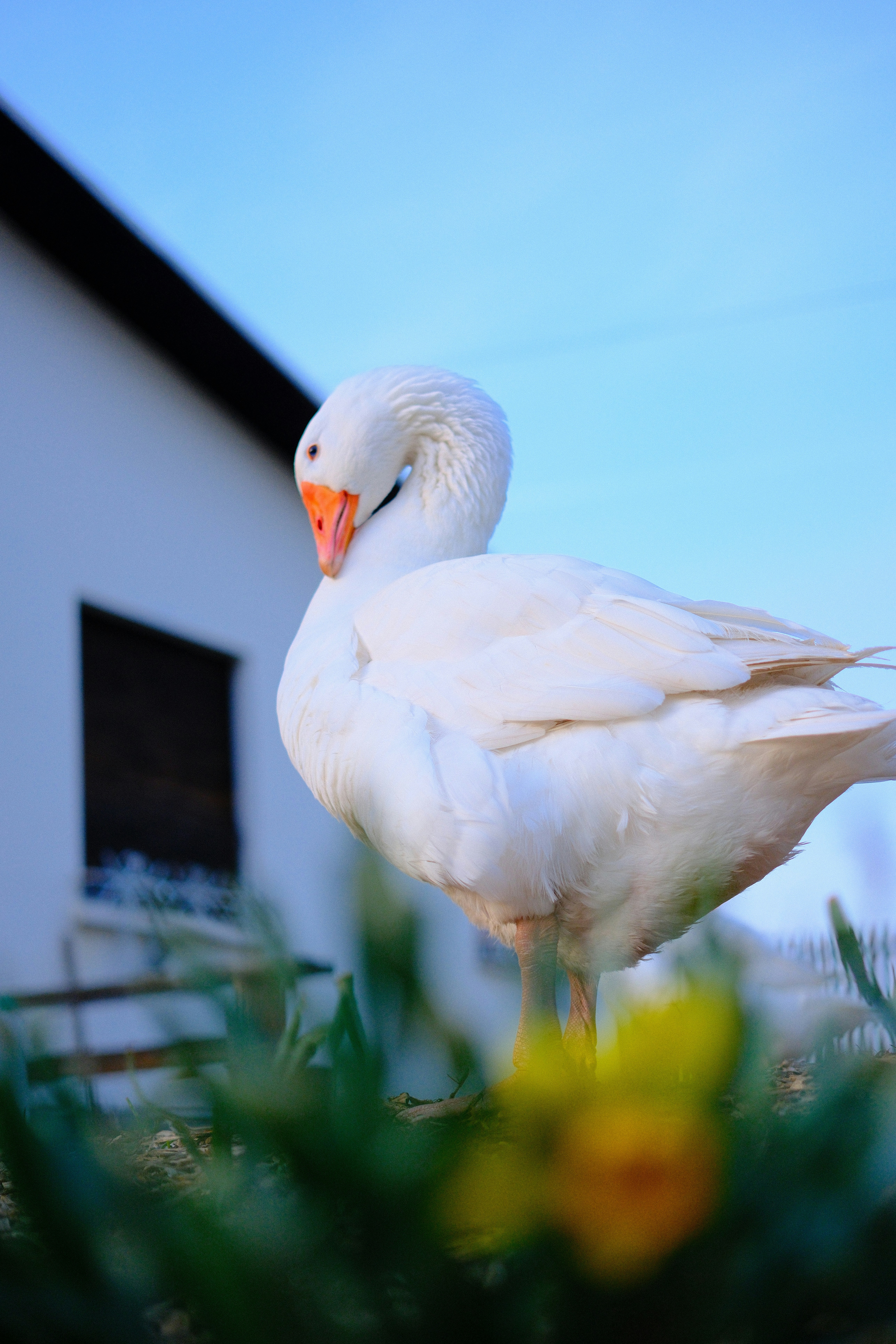 White Goose in a Garden Glow