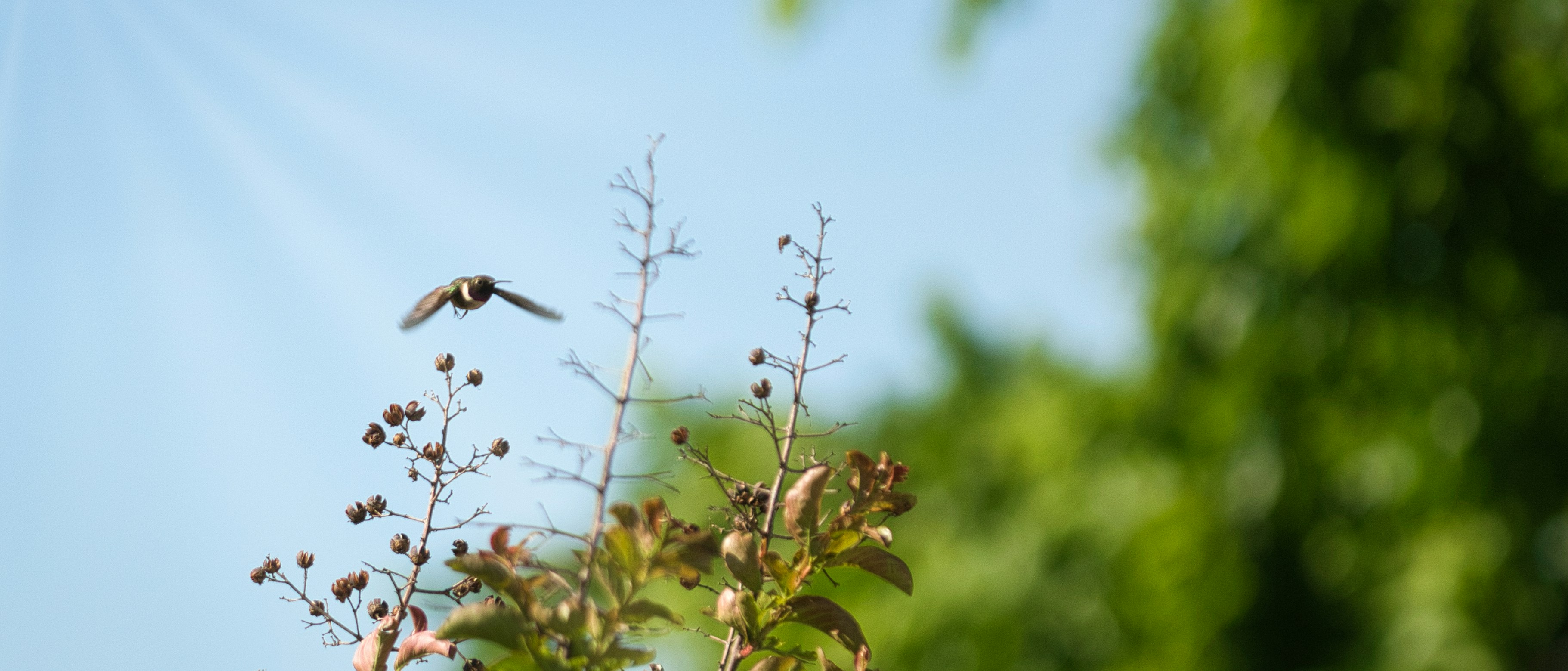 Wingbeat over seed pods: a delicate bird flits across a sapphire sky