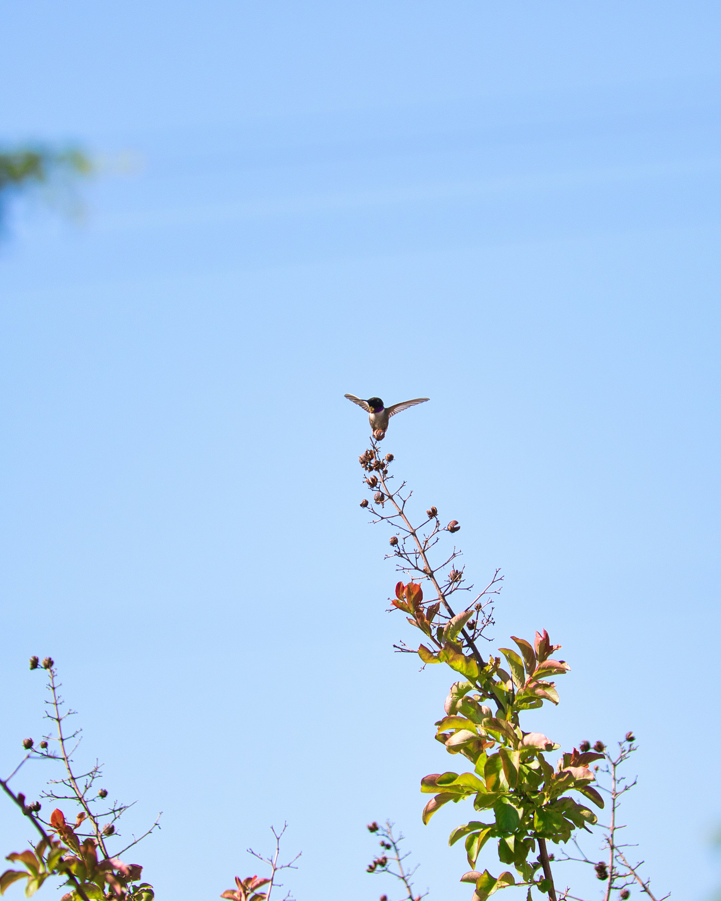 A hummingbird lands on a leafy branch. photo – Free Animal Image on ...