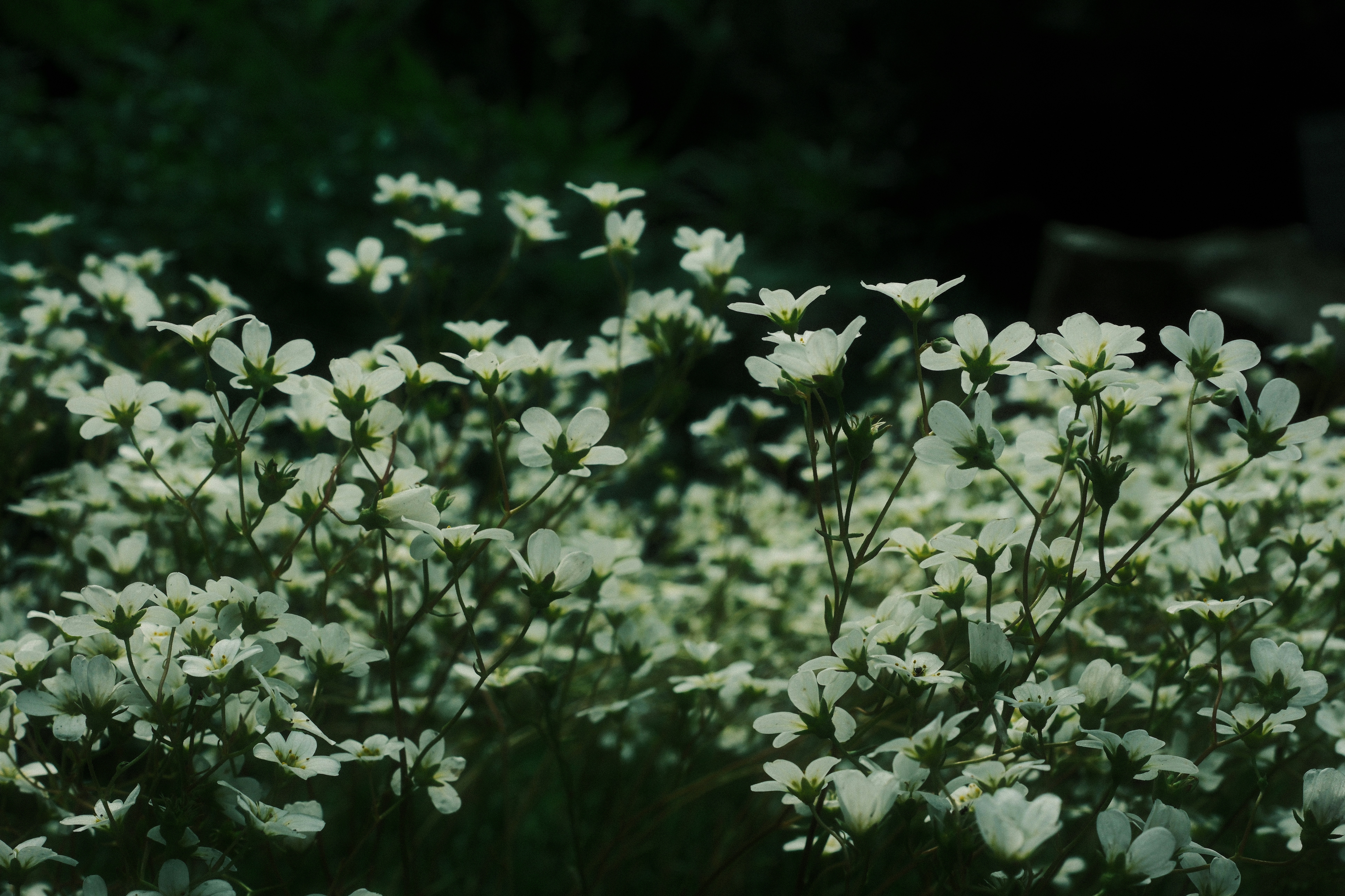 Delicate white flowers bloom amidst a shadowy backdrop, creating a serene and tranquil atmosphere.