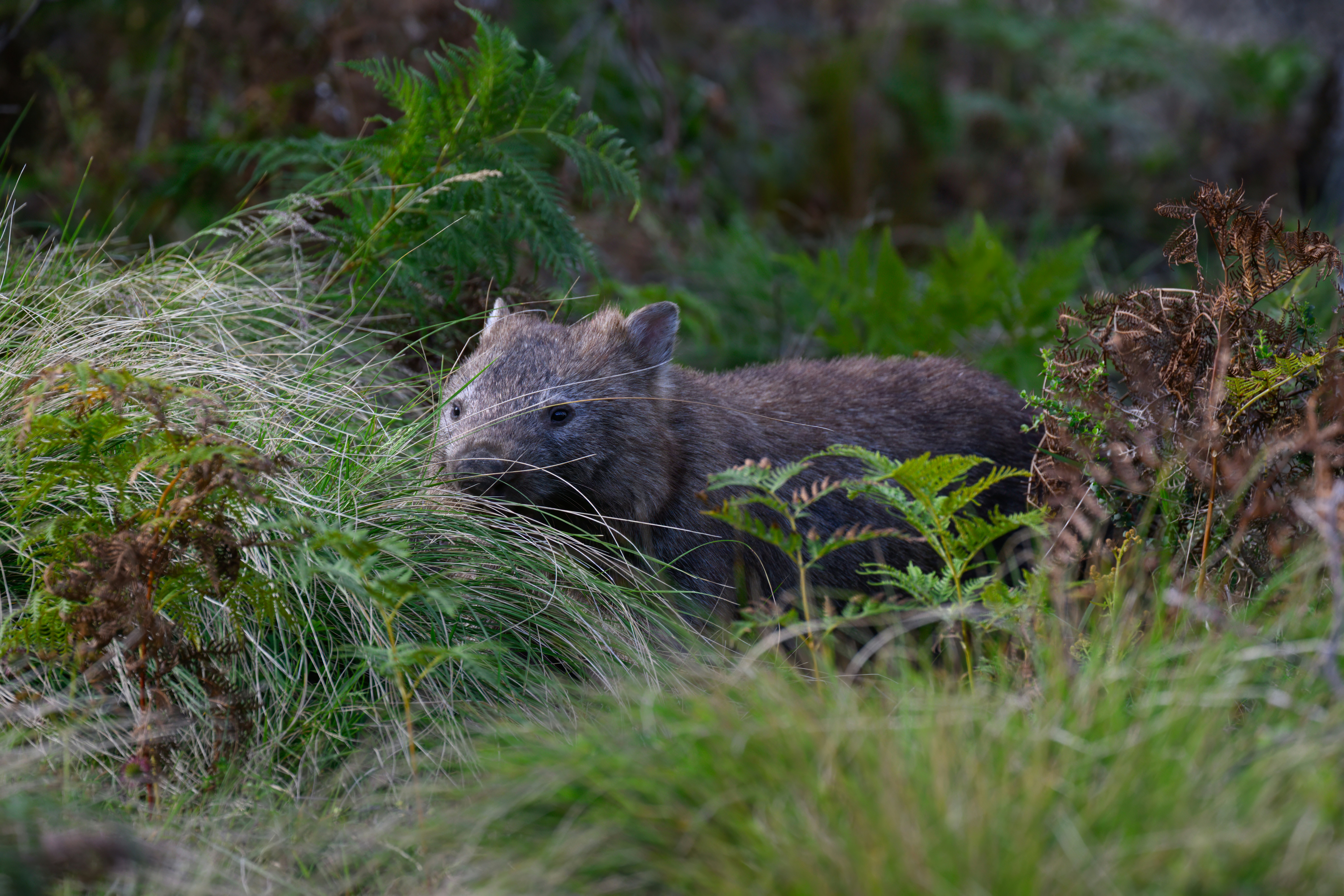 Whisper in the Ferns: a forest-forager slips through dim undergrowth
