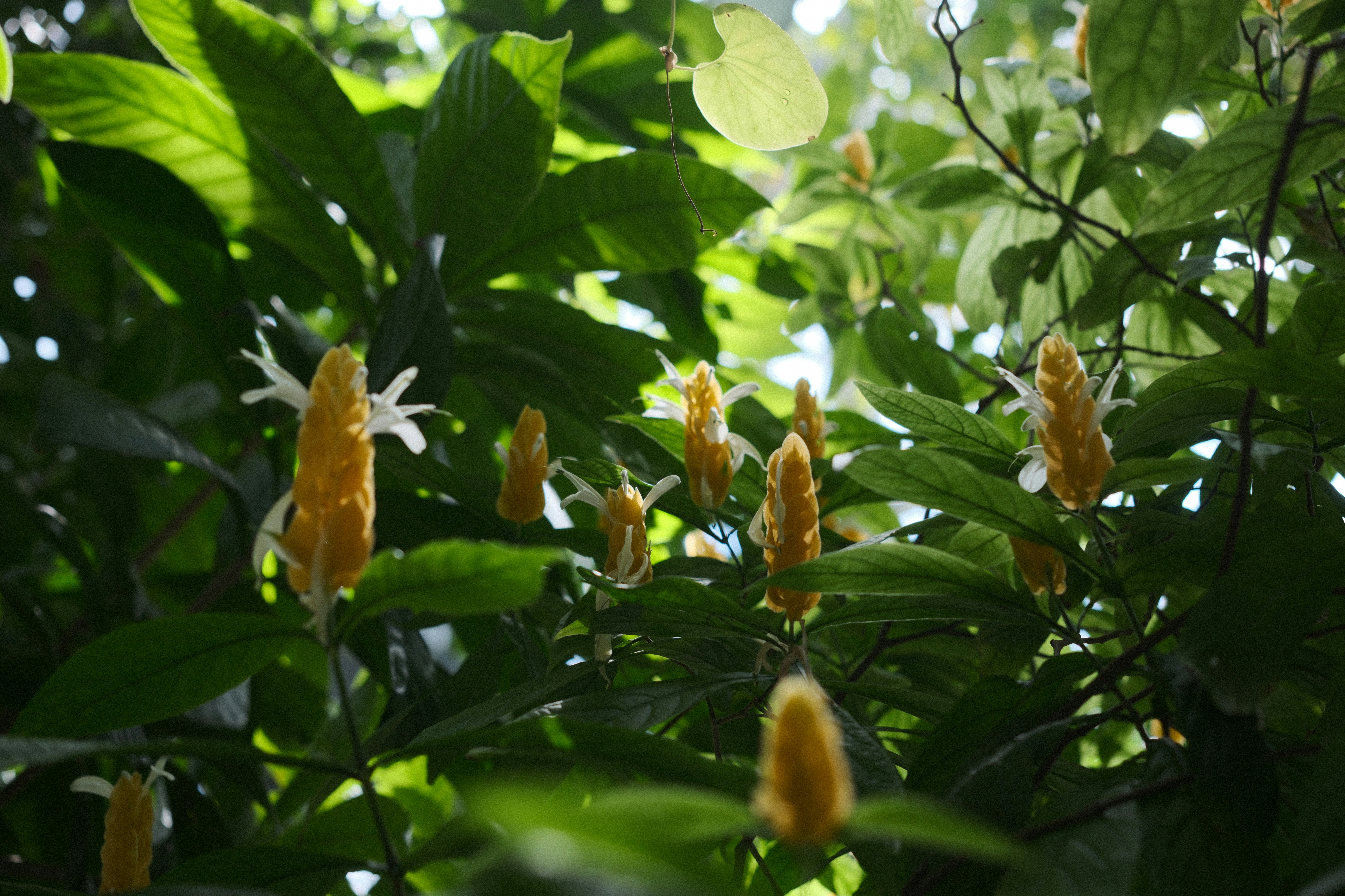 Emerald Canopy, Golden Spires: A Quiet Burst of Color
