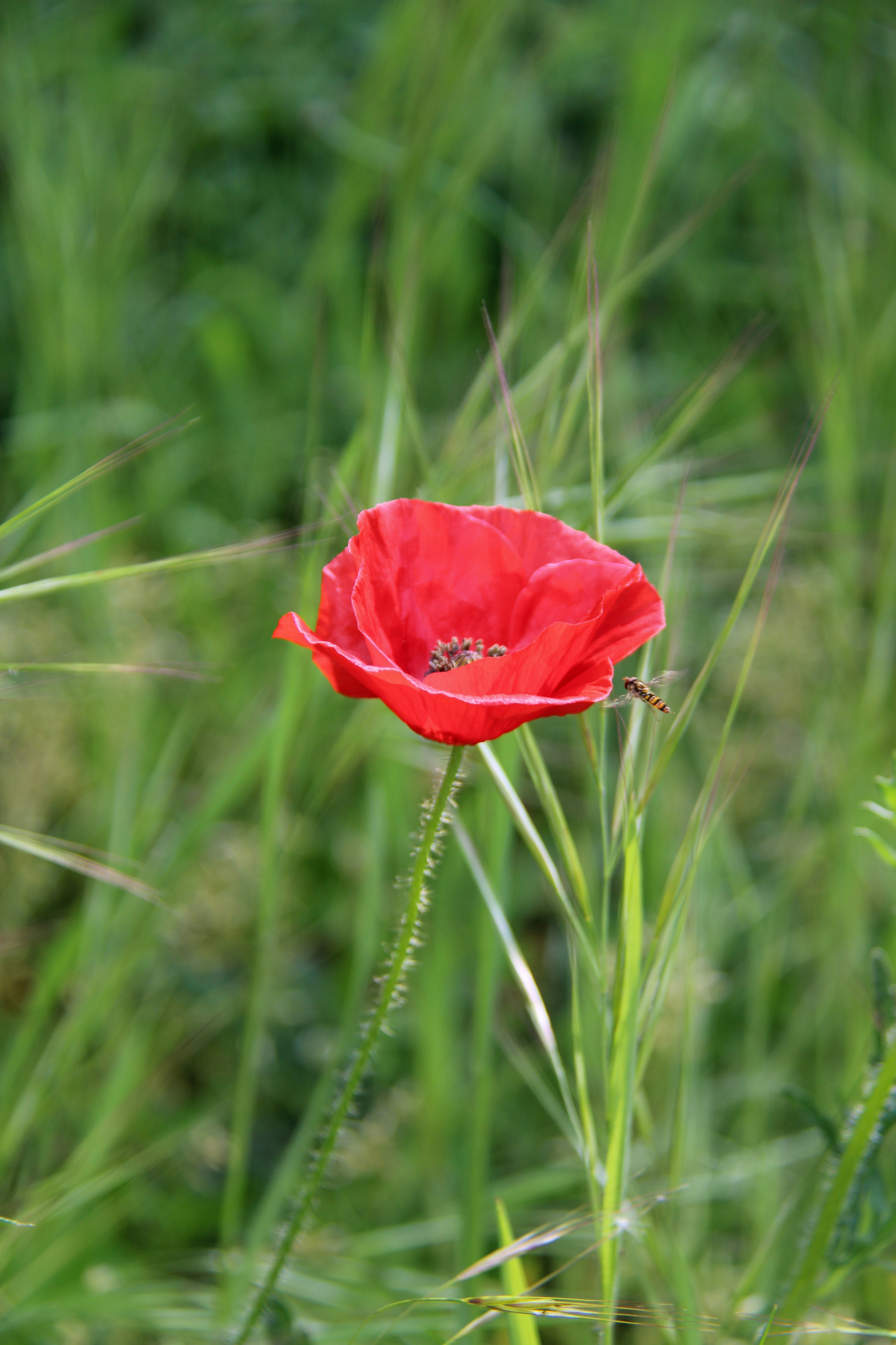 A vibrant red poppy stands tall against a backdrop of lush green grass. The delicate petals and intricate details of the flower are highlighted beautifully.