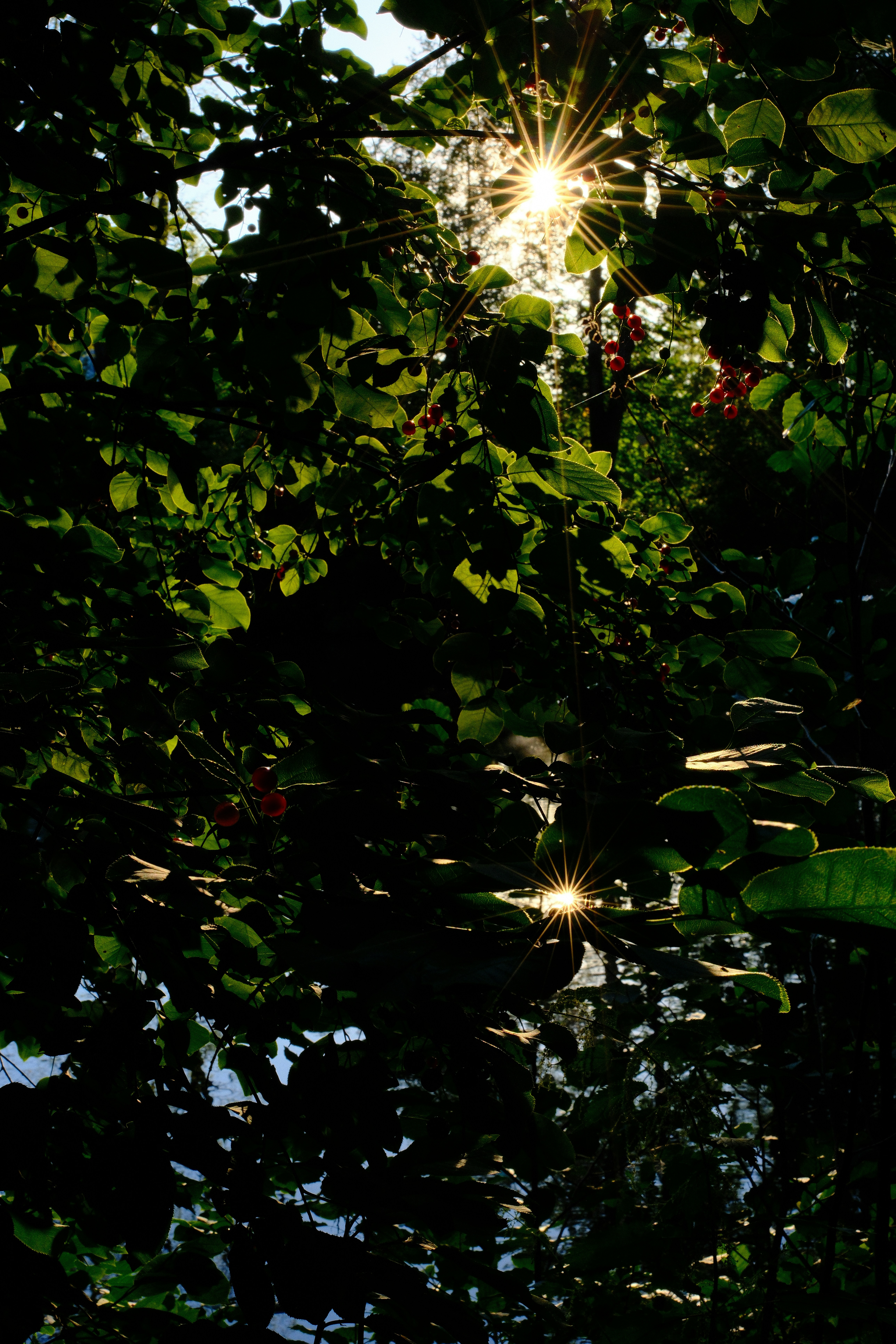 Whispers of Light Through the Canopy