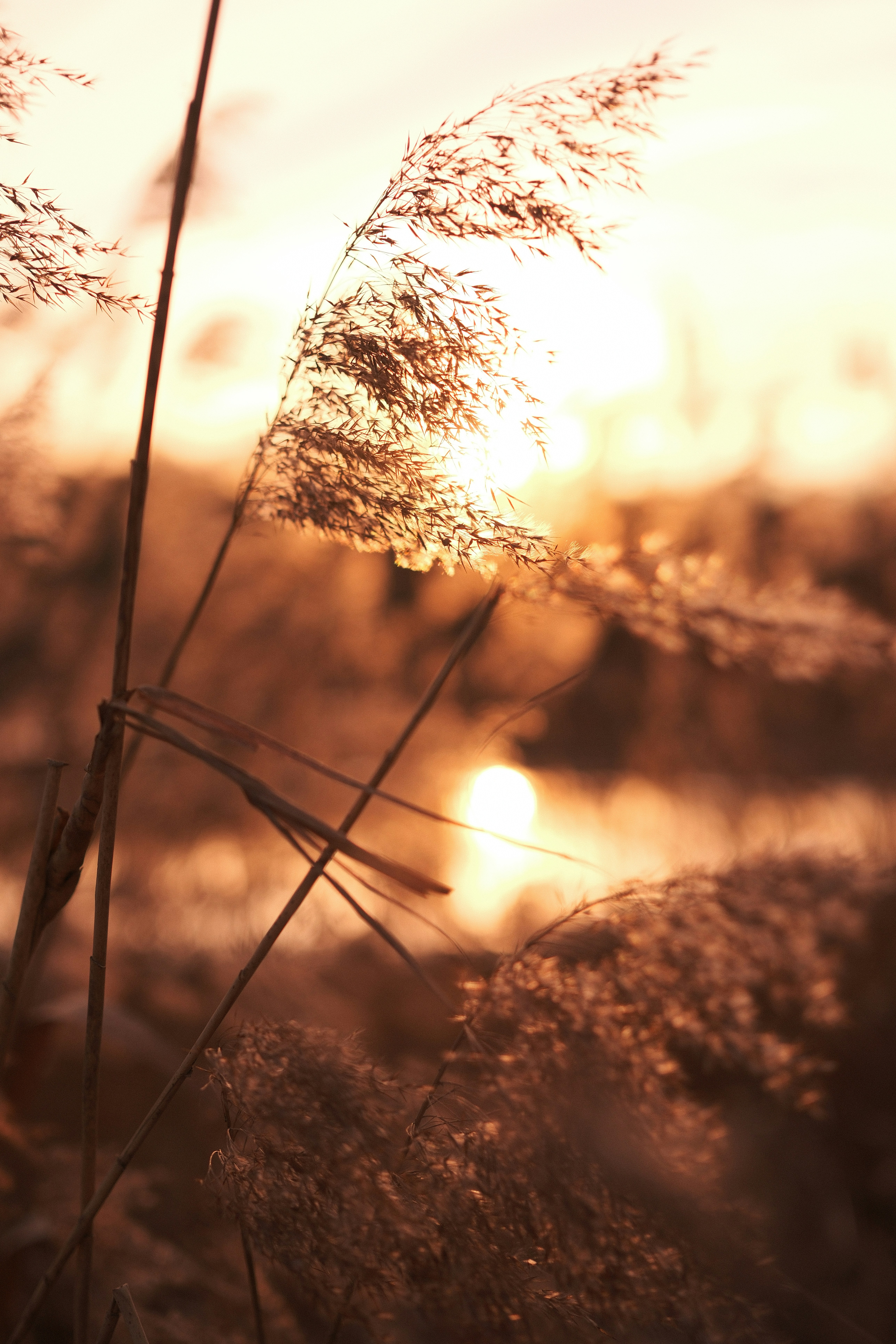 Delicate grasses swaying gently in the warm glow of sunset, reflecting the tranquil beauty of nature. Soft bokeh enhances the serene atmosphere.