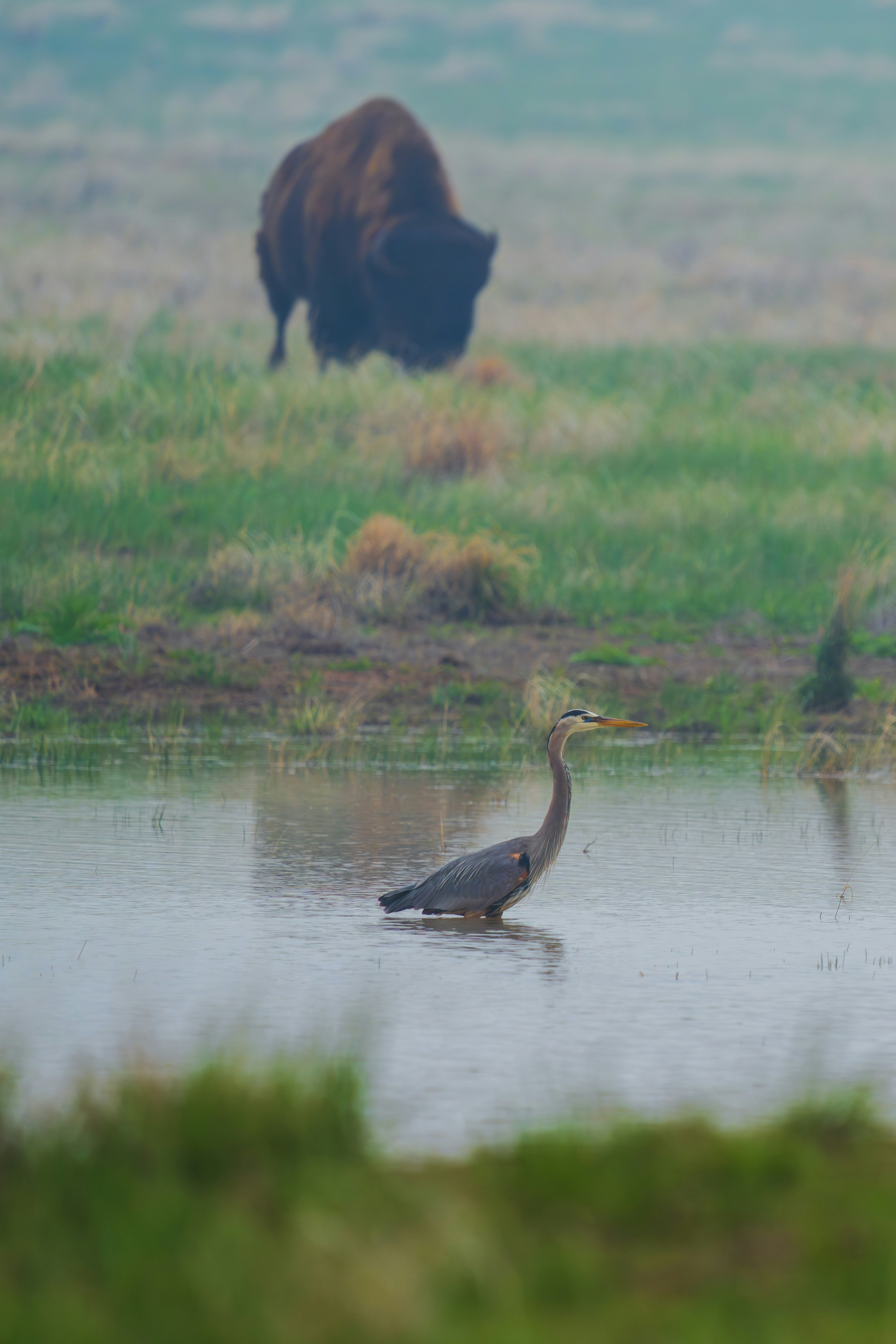 Photo By: 📸 Ben Kelsey, Founder & President with We Care Wild Image Description: Bison and Great Blue Heron. Mission Impact: This photograph was captured as part of We Care Wild’s mission to promote wildlife conservation and raise awareness of the importance of biodiversity. Every image helps tell the story of our planet’s diverse ecosystems and the need for sustainable practices to protect them. Website & Social Media: 🌍 Learn more about our work: wecarewild.org 📲 Follow us on social media for more wildlife photography and conservation stories.
