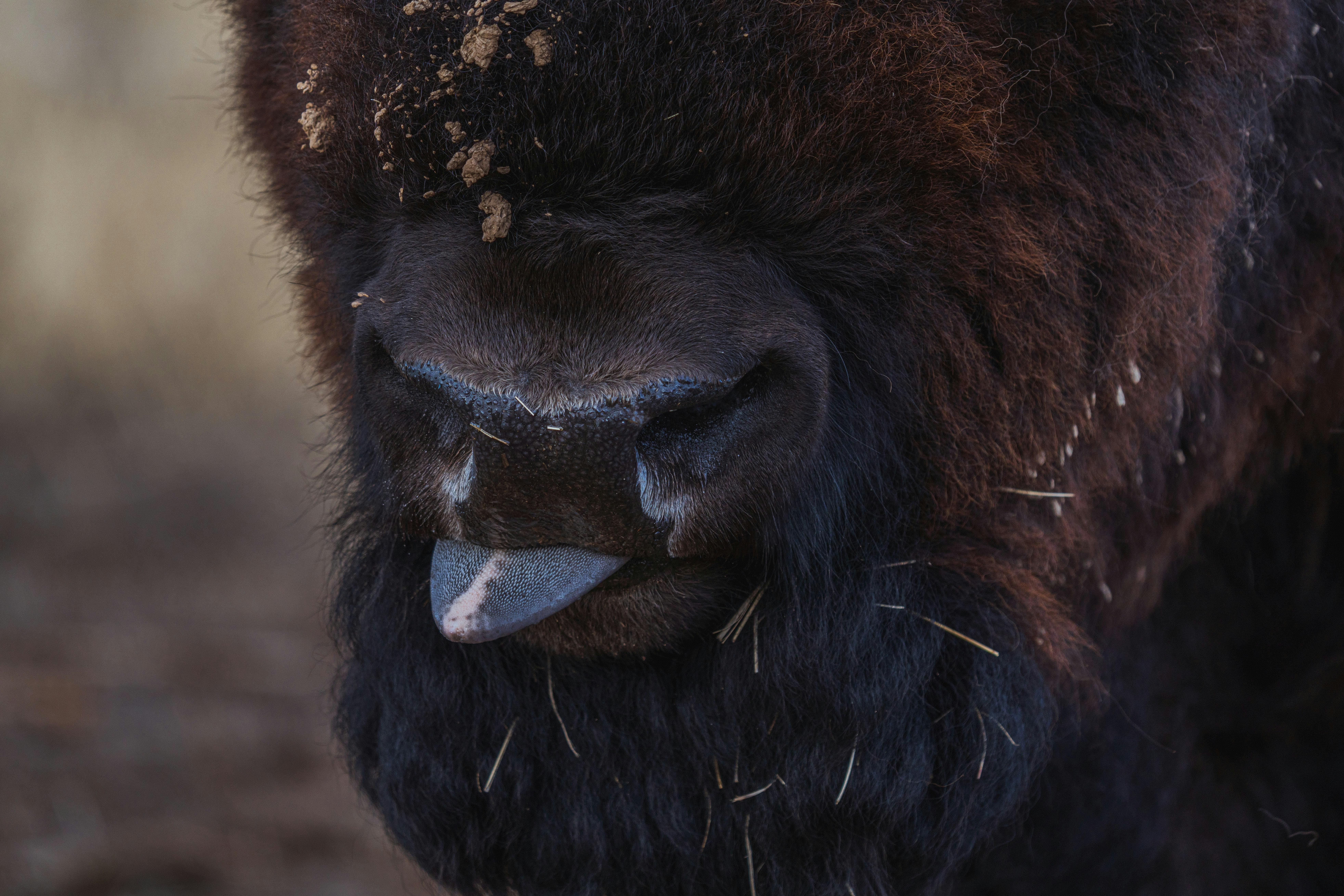 Whispers of the Prairie: A Close Encounter