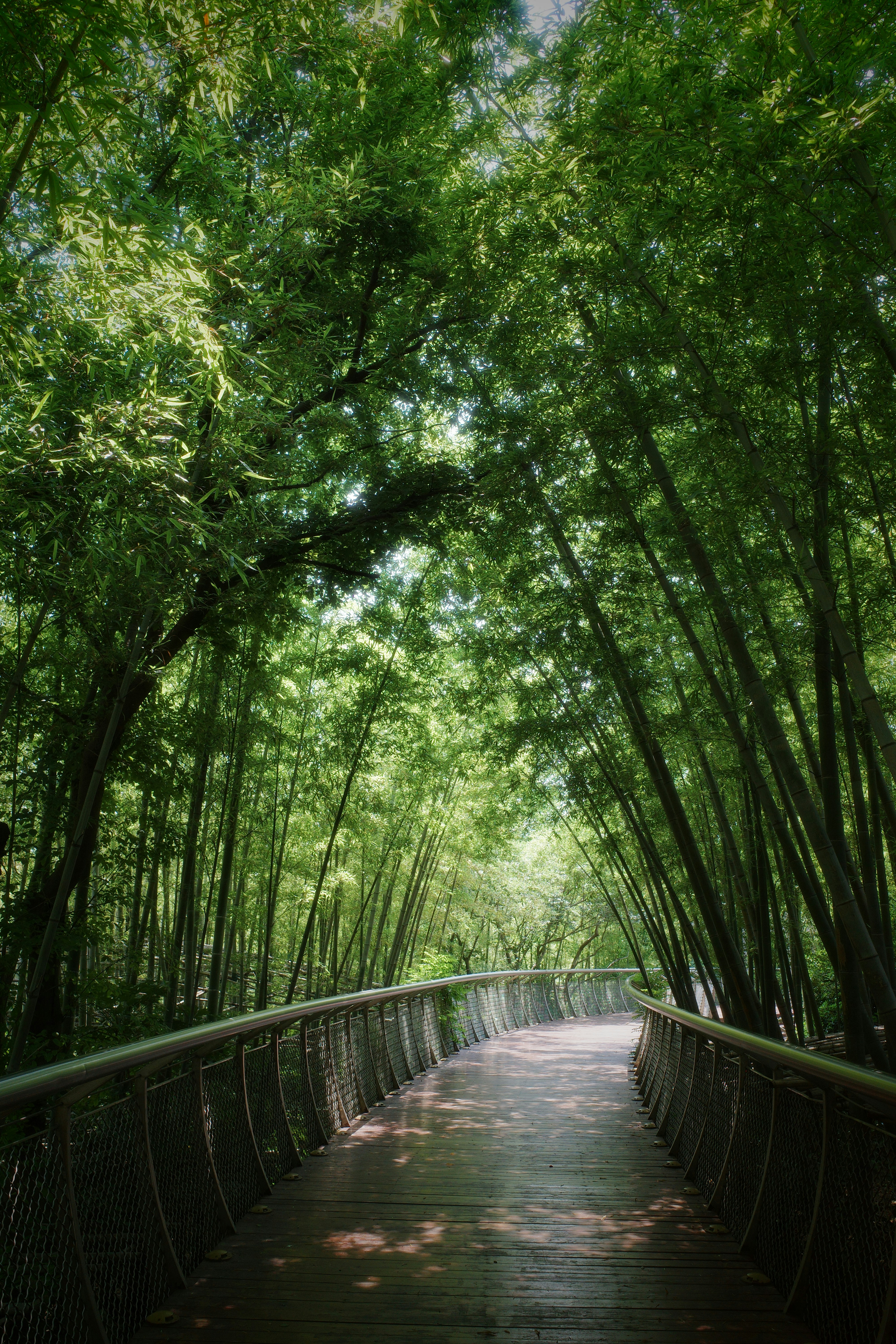 Wooden pathway winds through a bamboo forest. photo – Free Bamboo forest Image on Unsplash